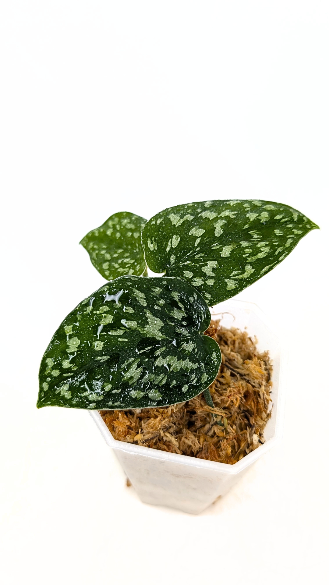Scindapsus Pictus Haask Snake Scale — The Leaf Gallery