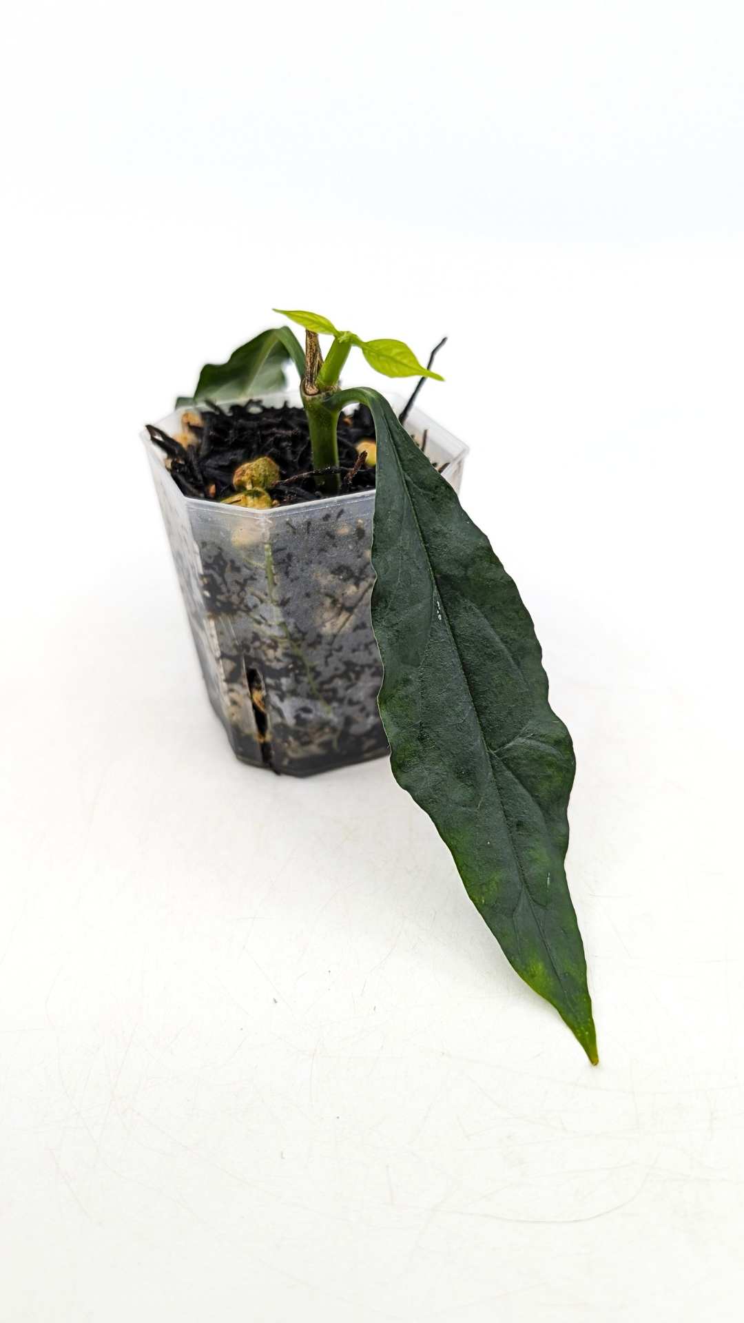 Hoya Decipulae — The Leaf Gallery