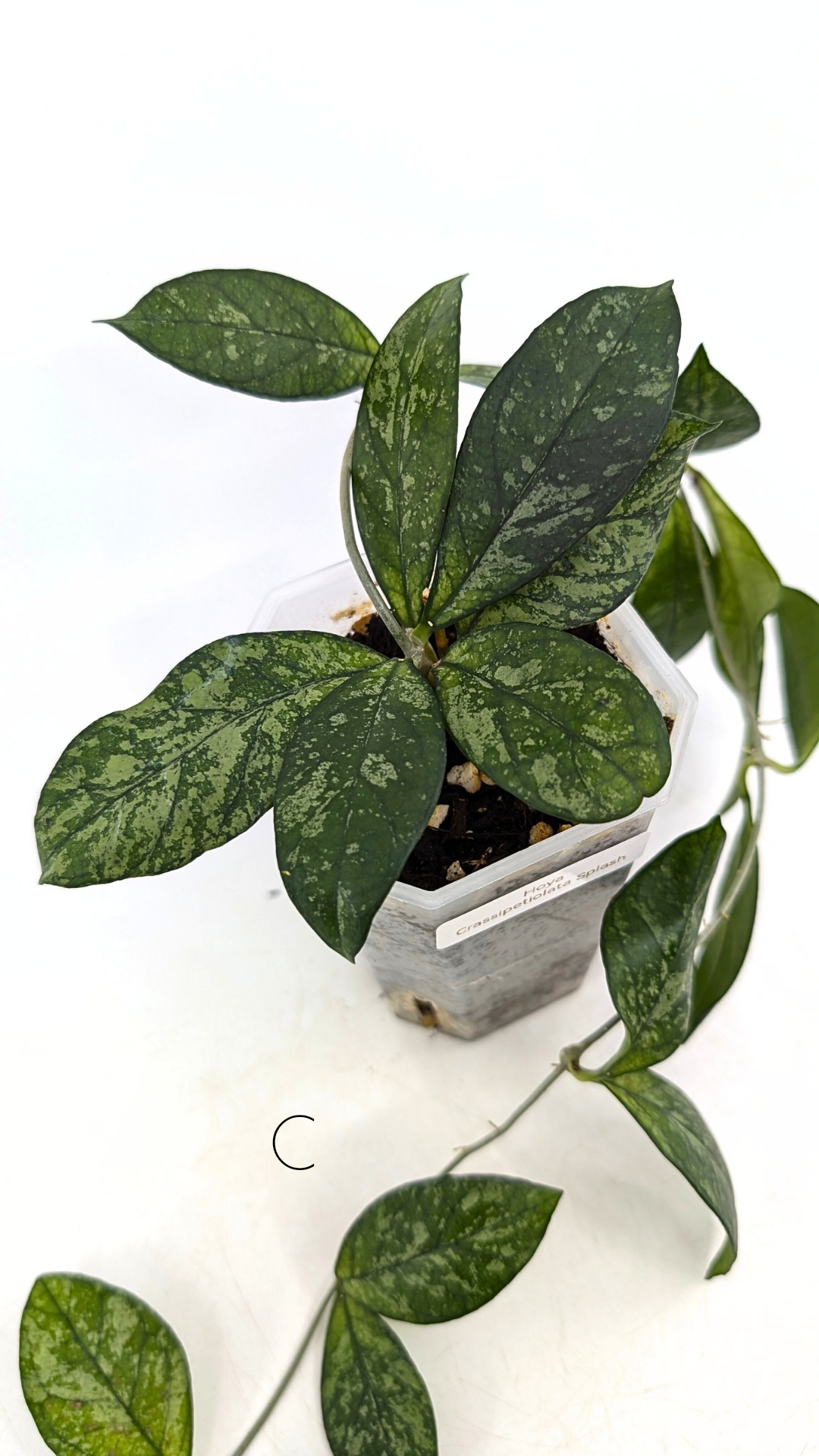Hoya Crassipetiolata Splash — The Leaf Gallery