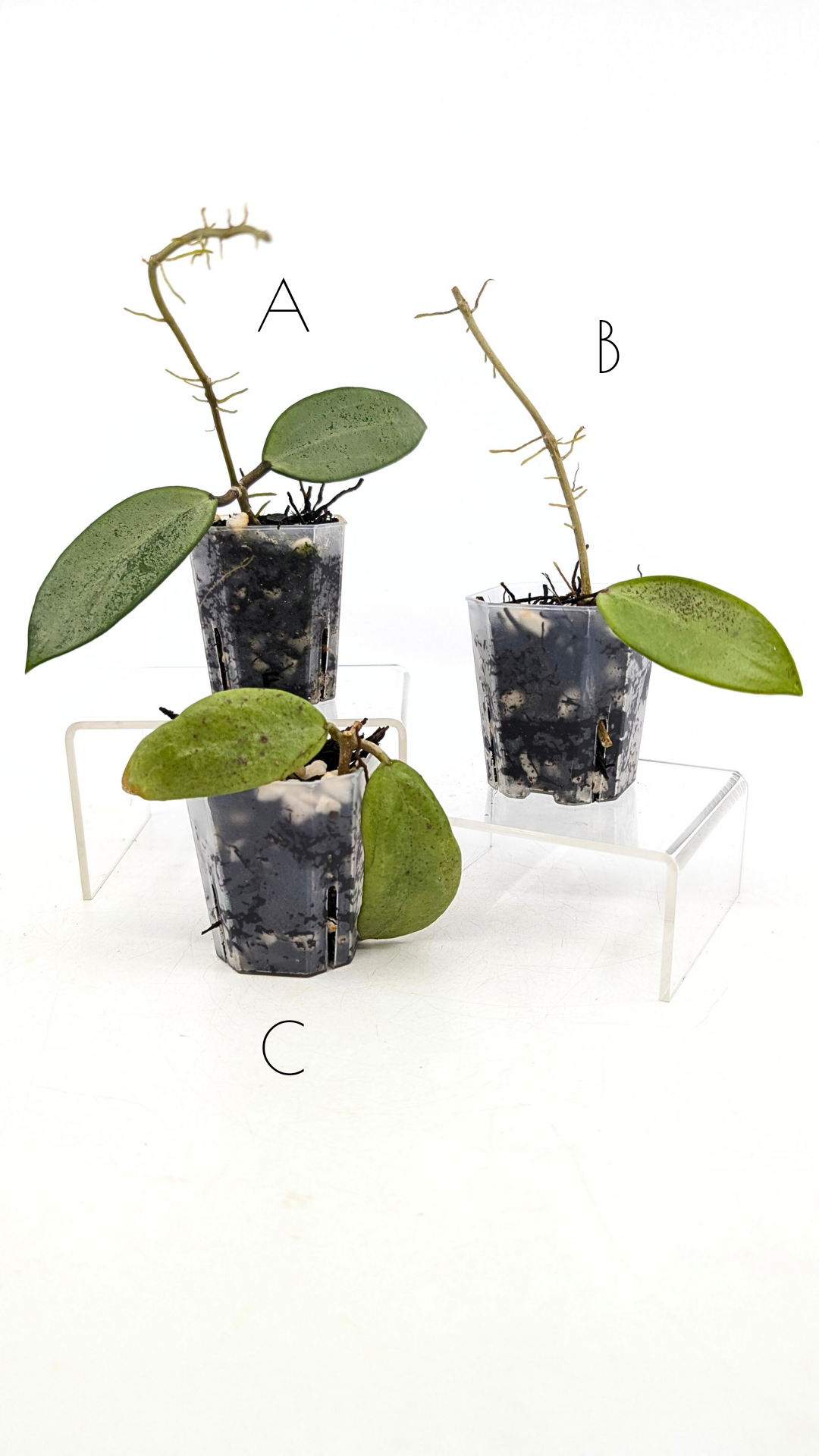 Hoya Silver Lady also known as Hoya Xiao Jie — The Leaf Gallery