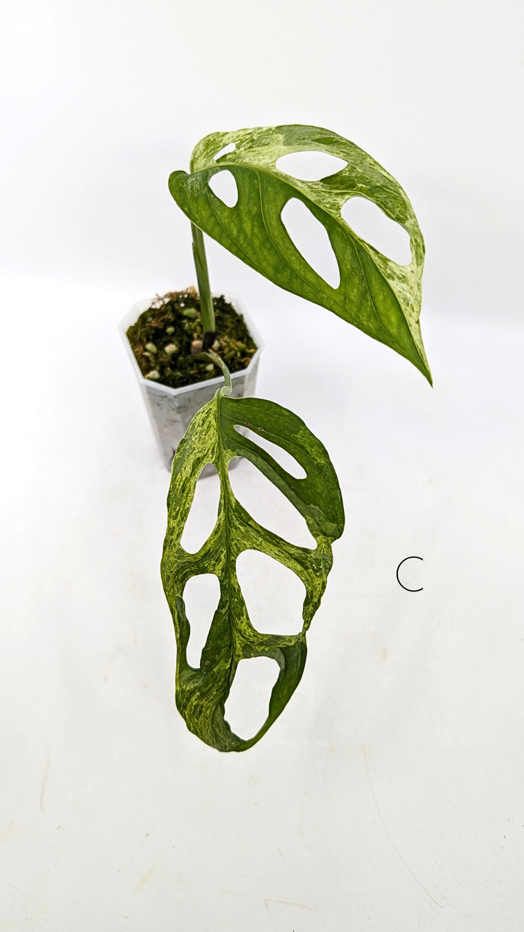 Monstera Adansonii Mottled Mint Varigation Indonesian Form — The Leaf ...