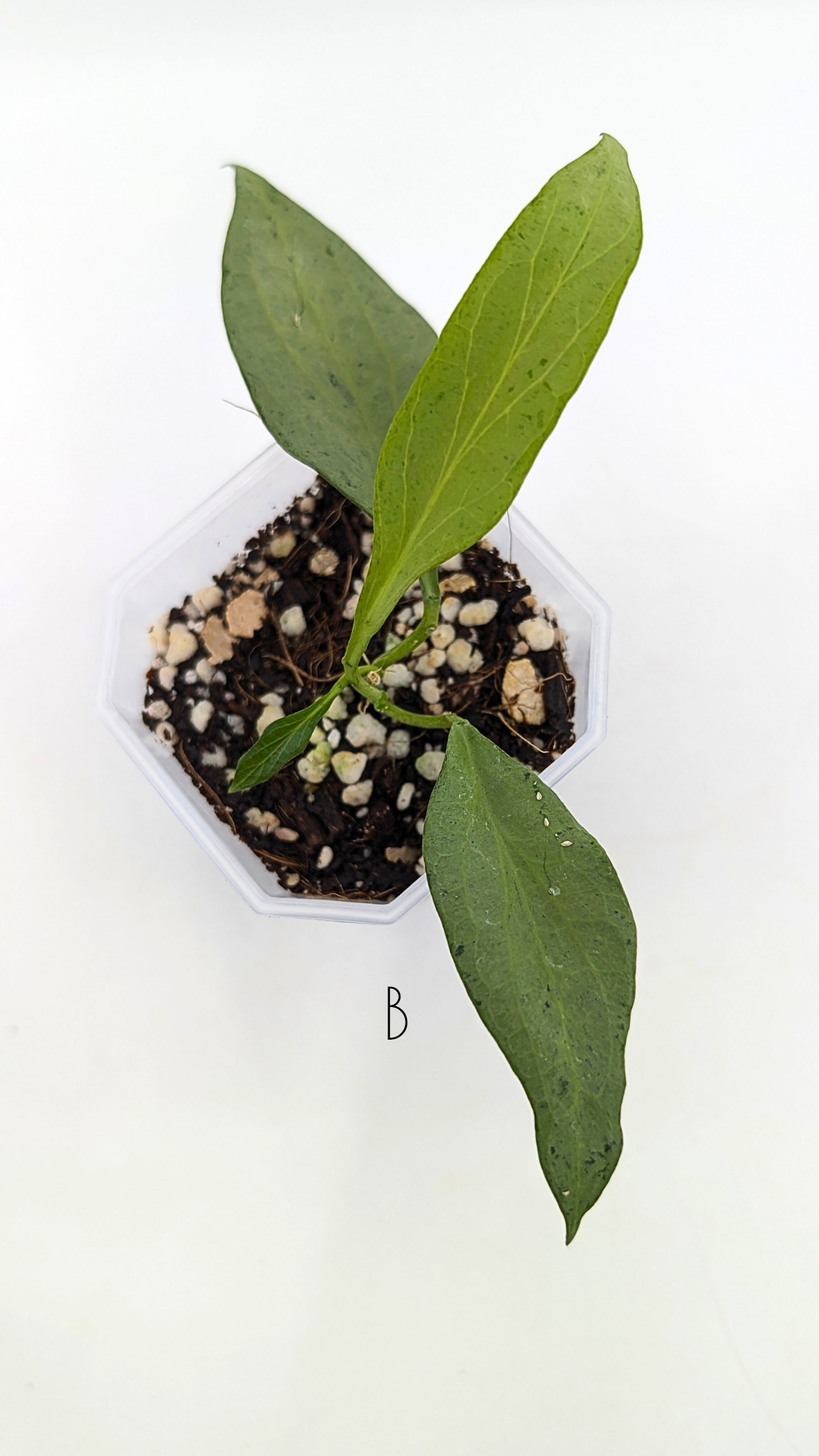 Hoya Nicholsoniae New Guinea Ghost — The Leaf Gallery