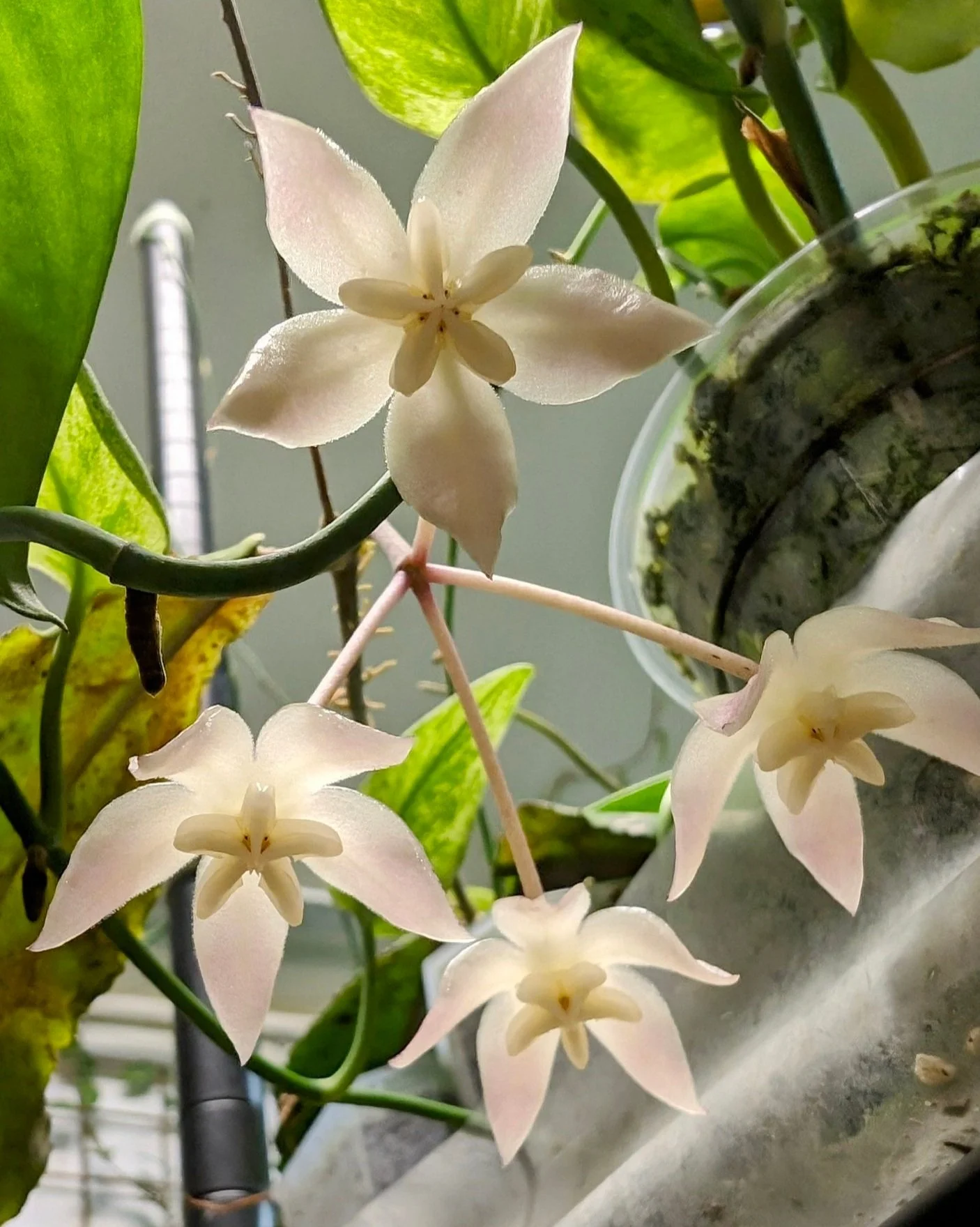 Hoya Undulata — The Leaf Gallery