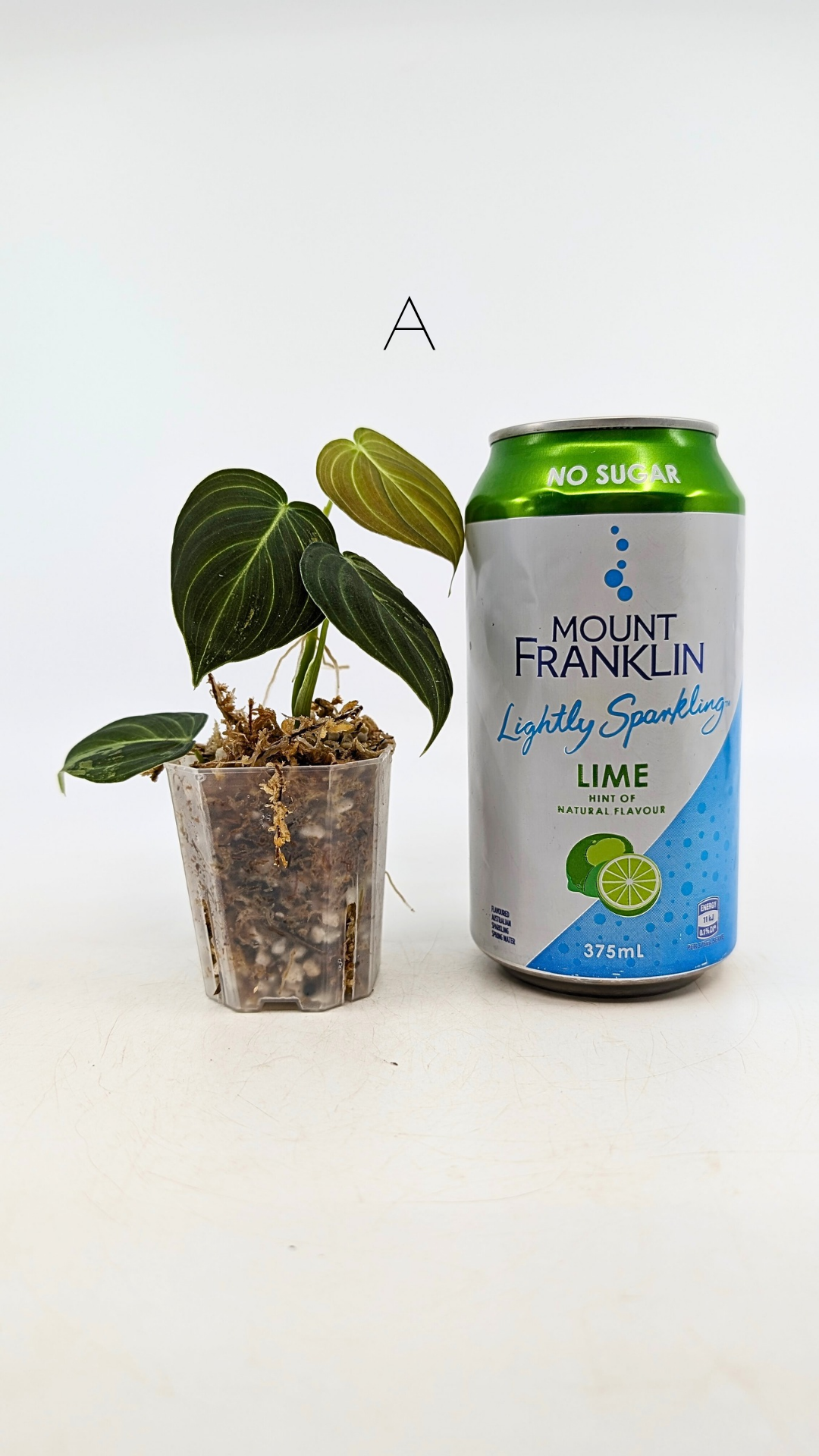 Rare Plants — The Leaf Gallery