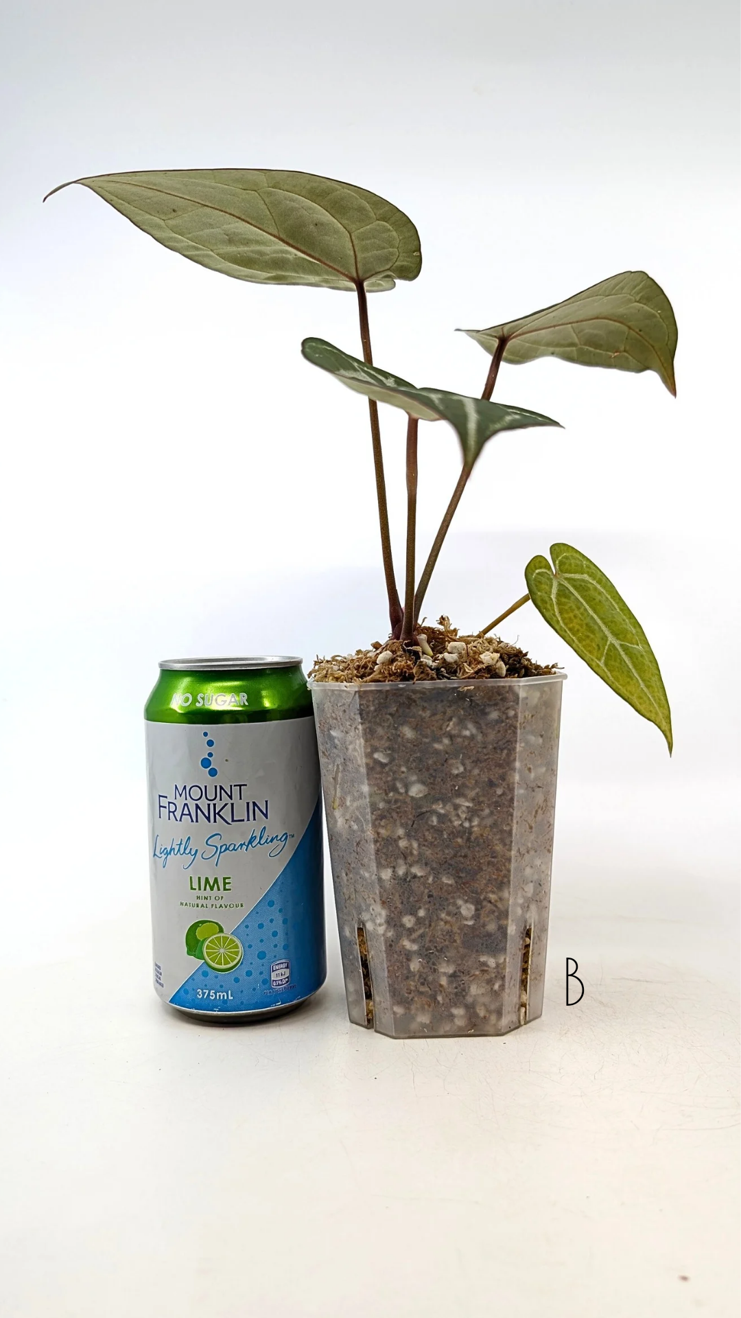 Anthurium Michelle — The Leaf Gallery