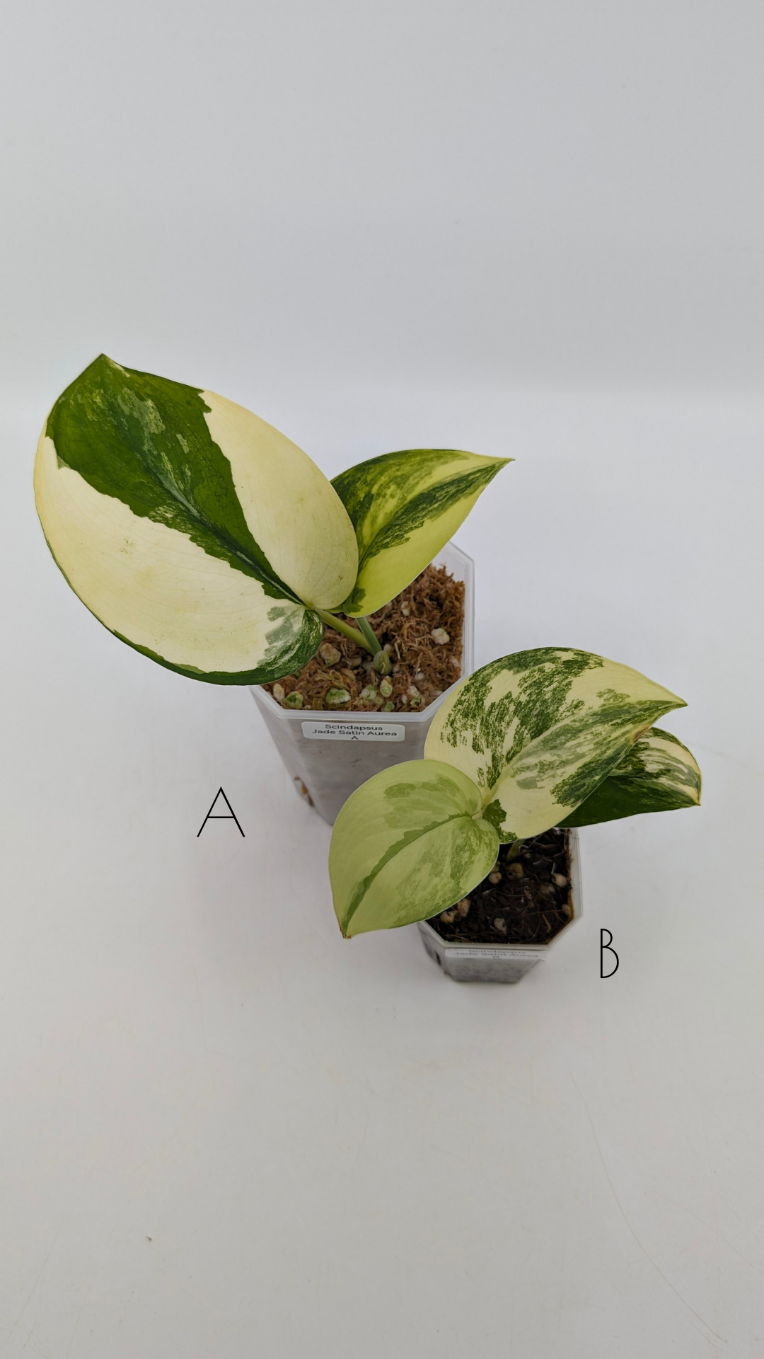 Scindapsus Jade Satin Aurea Varigated — The Leaf Gallery