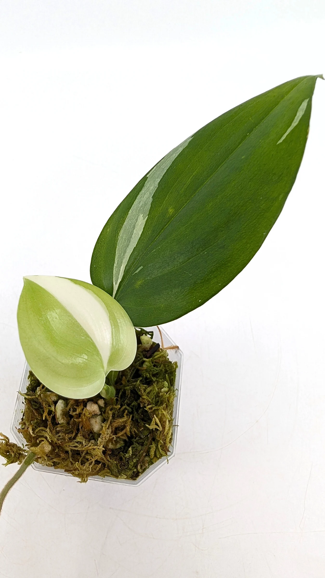Scindapsus Blue Albo Varigated — The Leaf Gallery