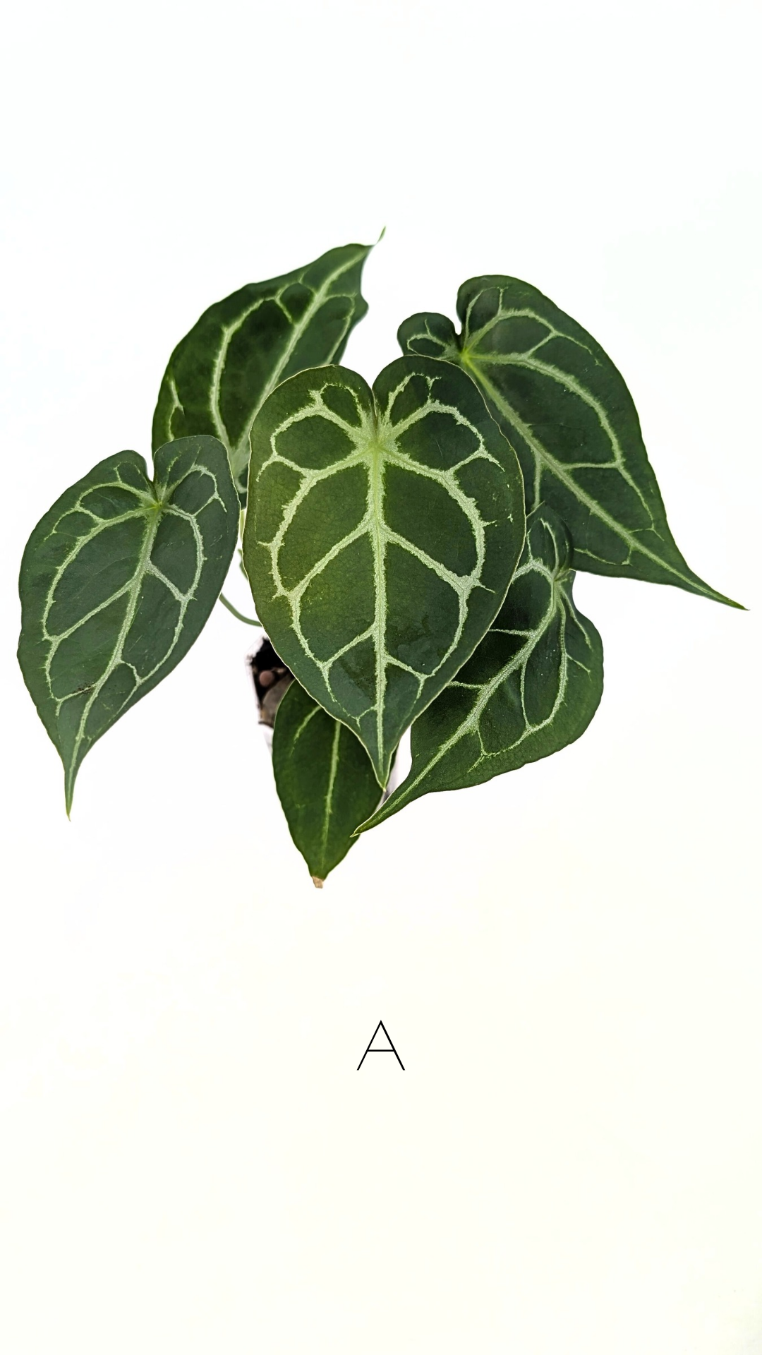 Anthurium Crystallinum Hybrid — The Leaf Gallery