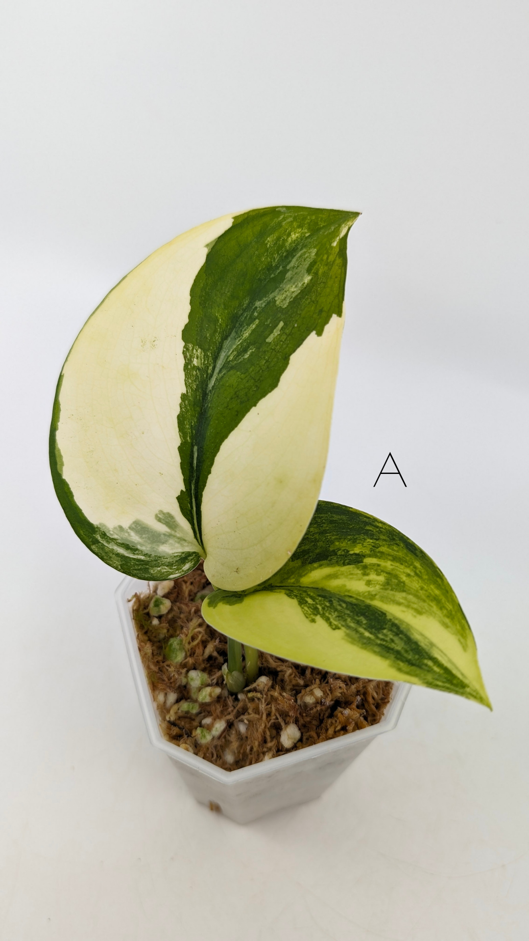 Scindapsus Jade Satin Aurea Varigated — The Leaf Gallery