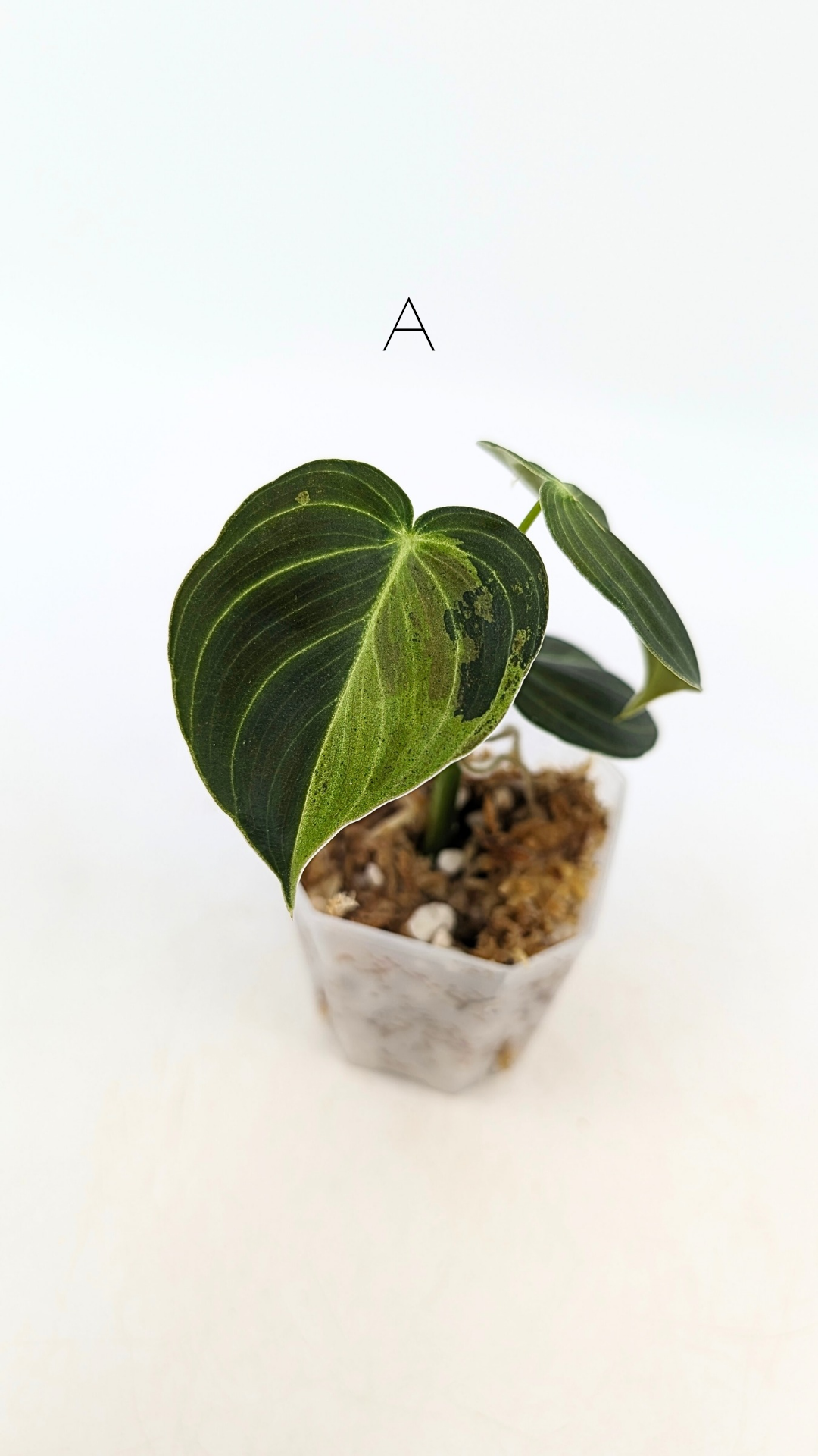 Philodendron Melanochrysm Varigated — The Leaf Gallery