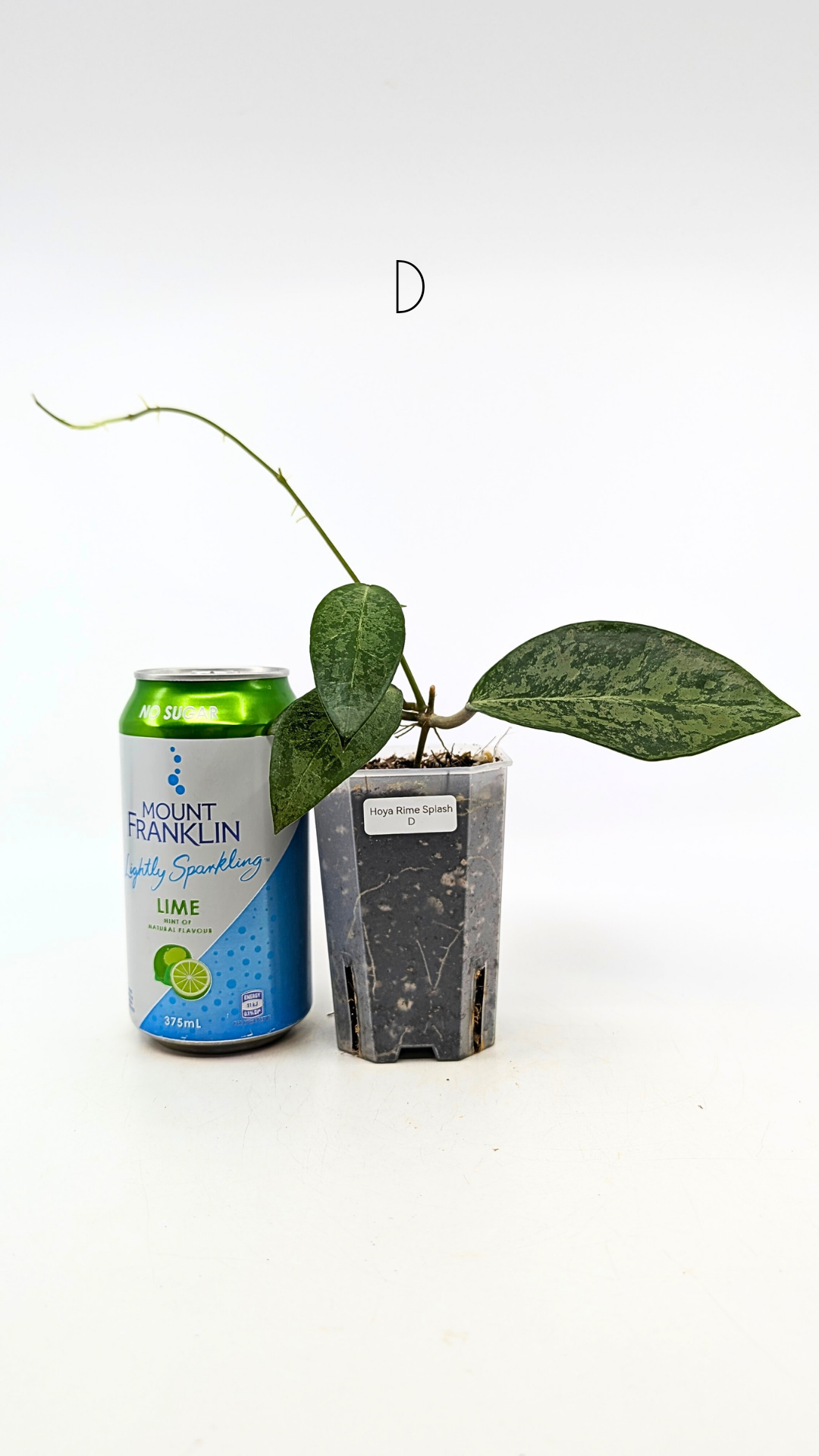 Hoya Rime Splash — The Leaf Gallery