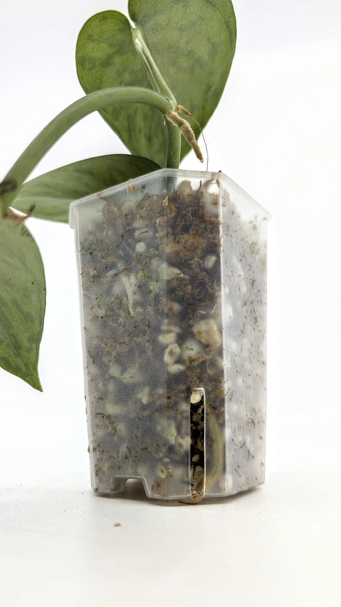 Scindapsus Pictus Silver Lady — The Leaf Gallery