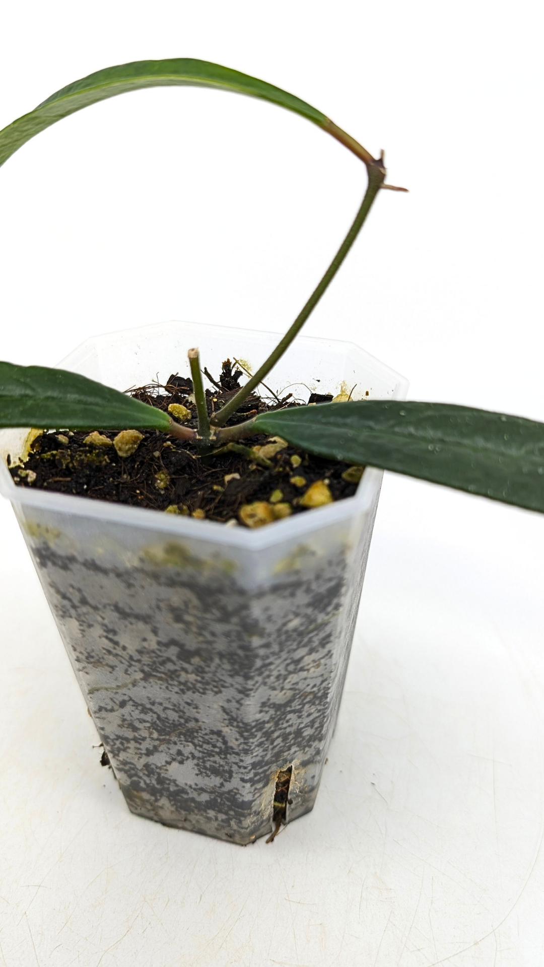 Hoya Sulawesiana — The Leaf Gallery
