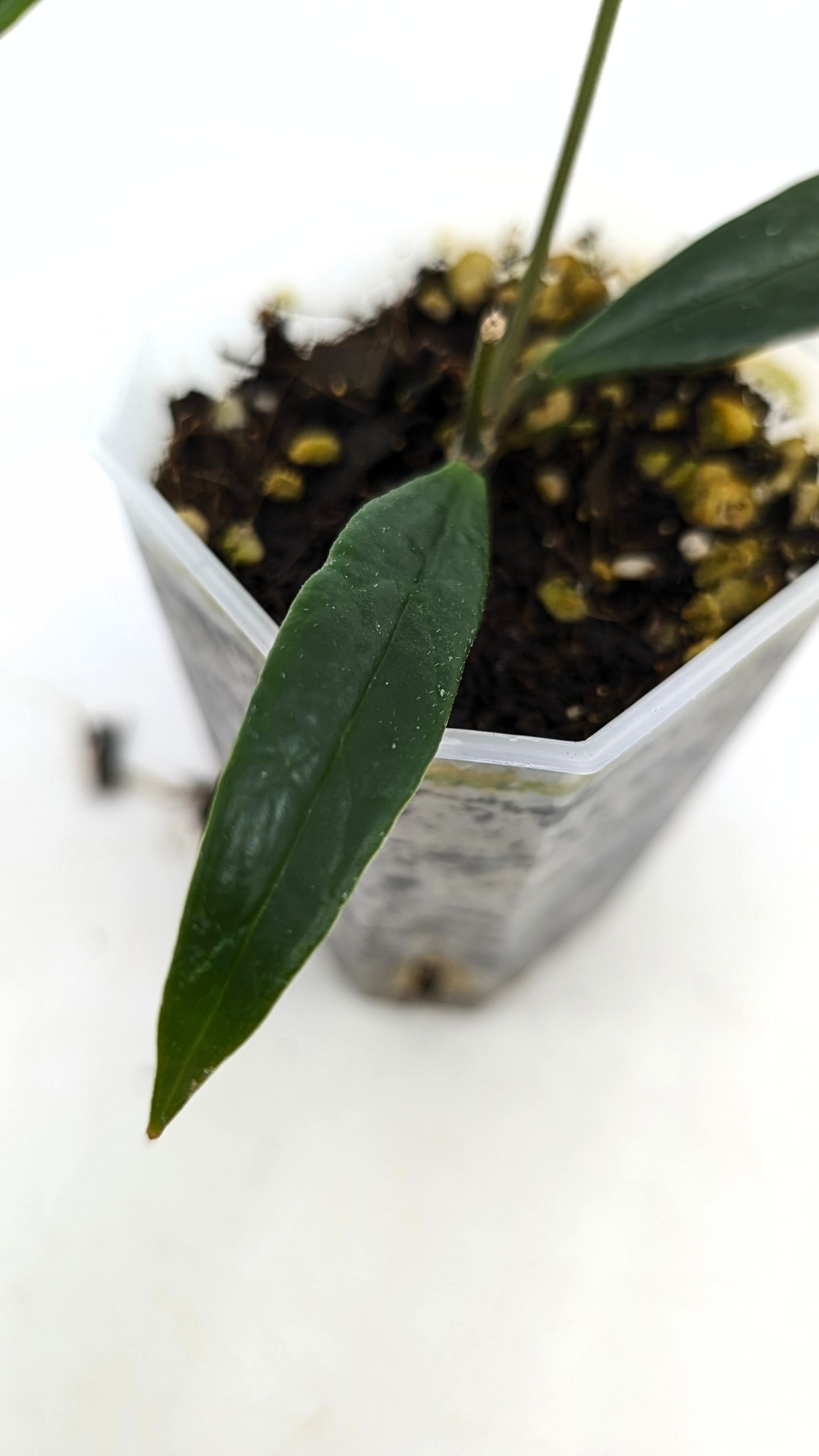Hoya Sulawesiana — The Leaf Gallery