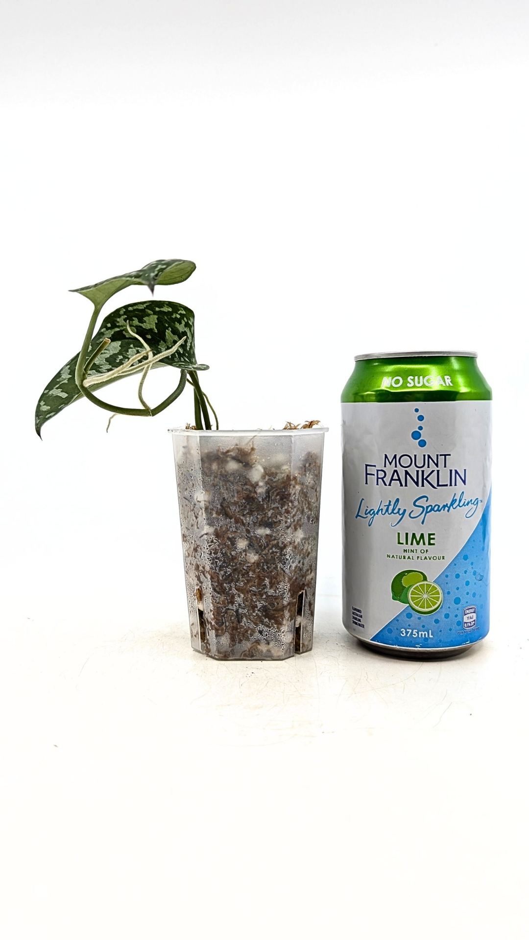 Scindapsus Dark Splash — The Leaf Gallery