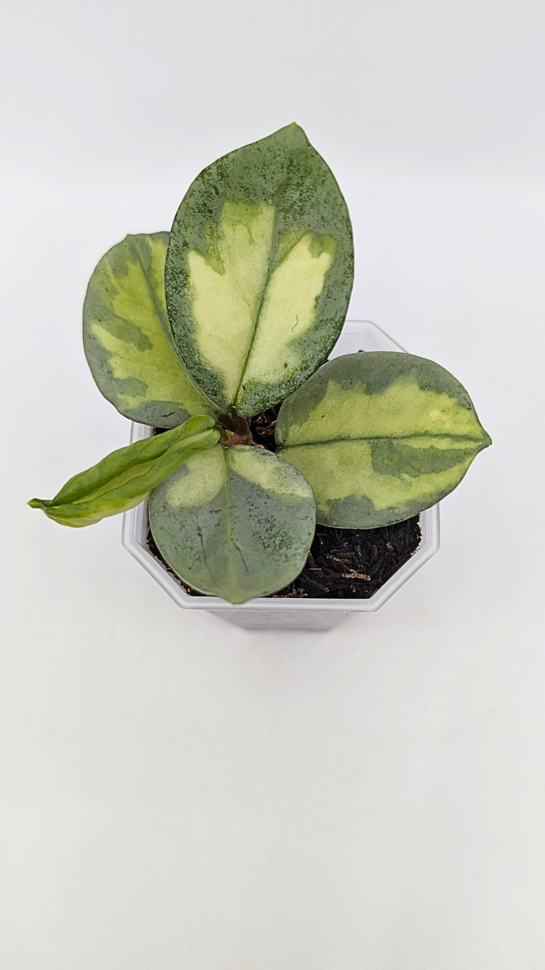 Hoya Carnosa Argentea Princess — The Leaf Gallery