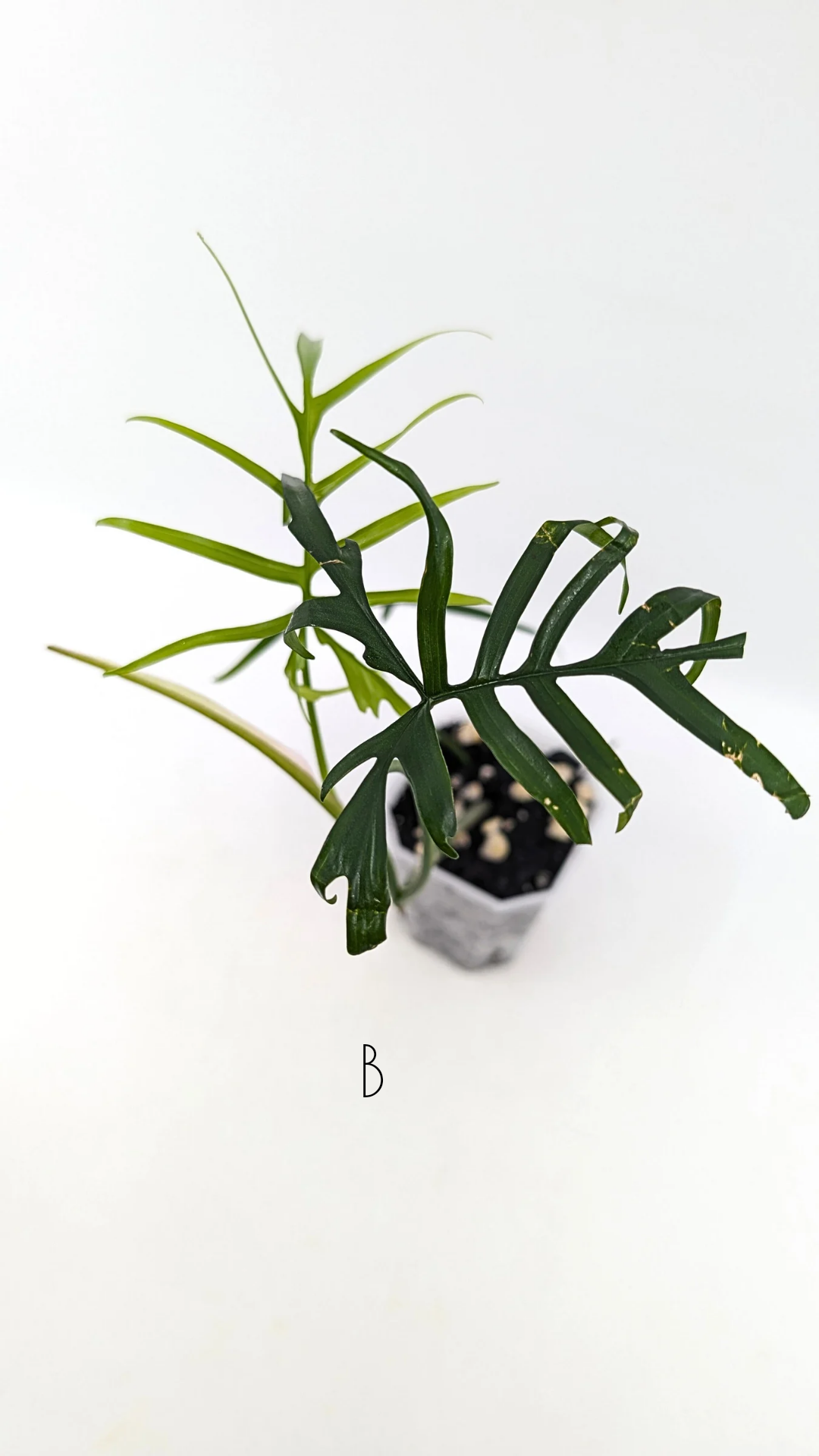 Philodendron Polypoides — The Leaf Gallery