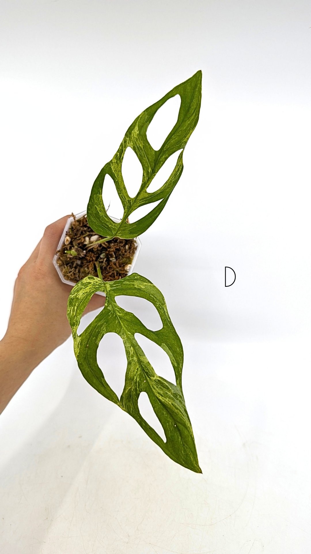 Monstera Adansonii Mottled Mint Varigation Indonesian Form — The Leaf ...