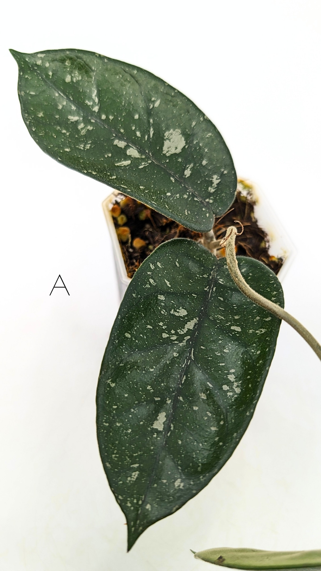 Hoya Starry Night — The Leaf Gallery