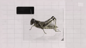 Do insects feel pain? — Surge | Creative Non-Profit for Animal Rights
