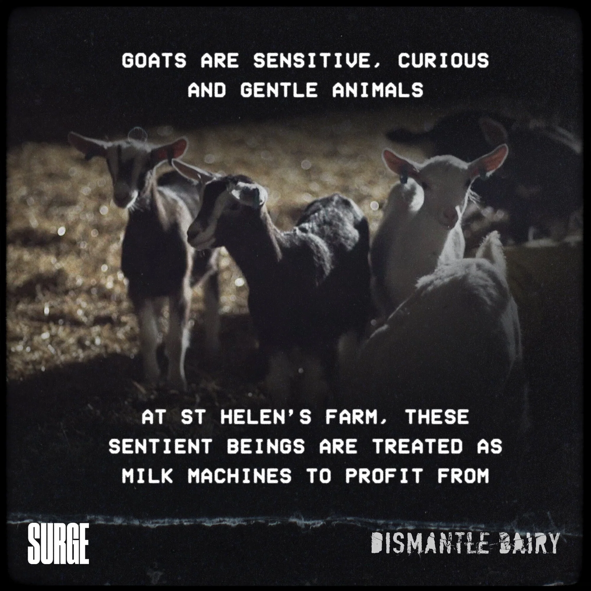DISMANTLE DAIRY: St Helen's Goat Milk — Surge | Creative Non-Profit for ...