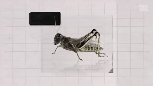 Is insect farming the answer? — Surge | Creative Non-Profit for Animal ...