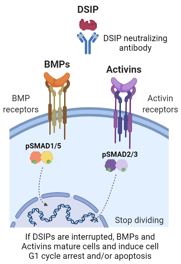 Science and Technology — Onena Medicines :: Targeting locally secreted ...