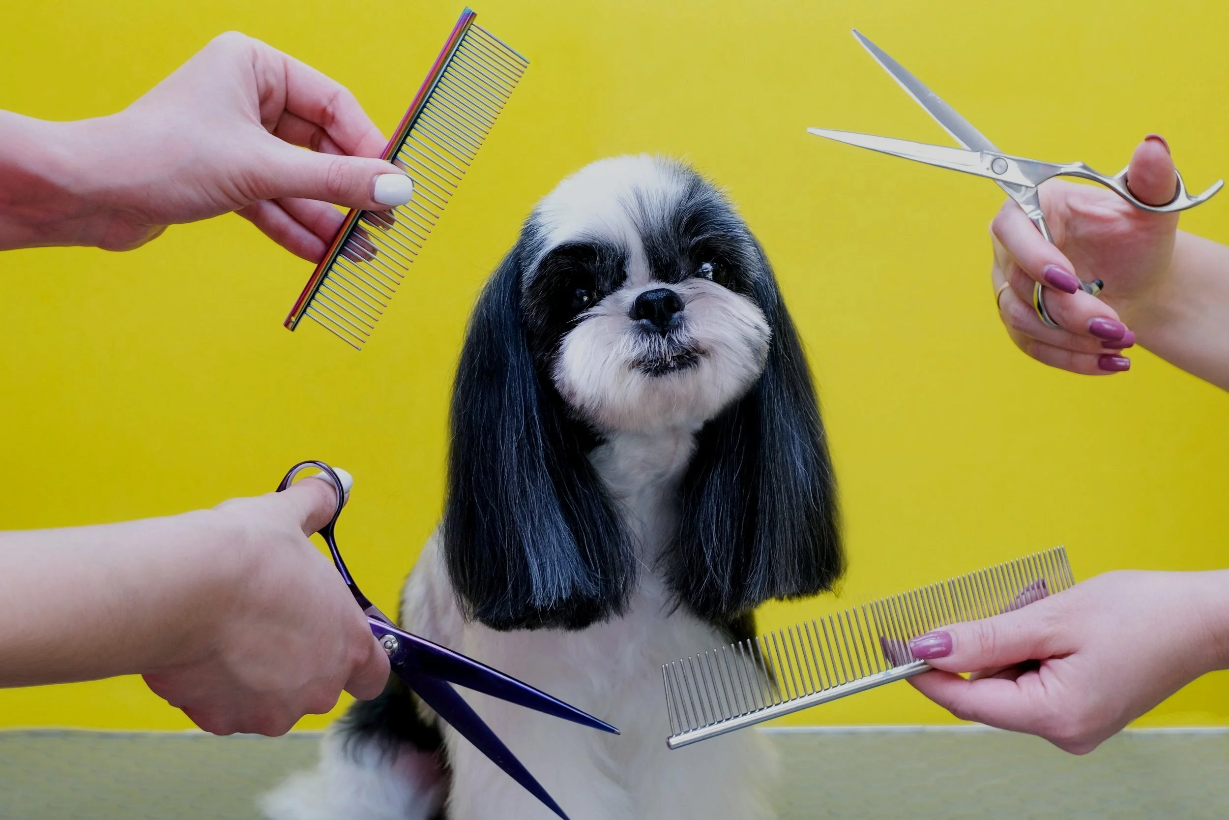 Well Groomed Pets - Las Vegas
