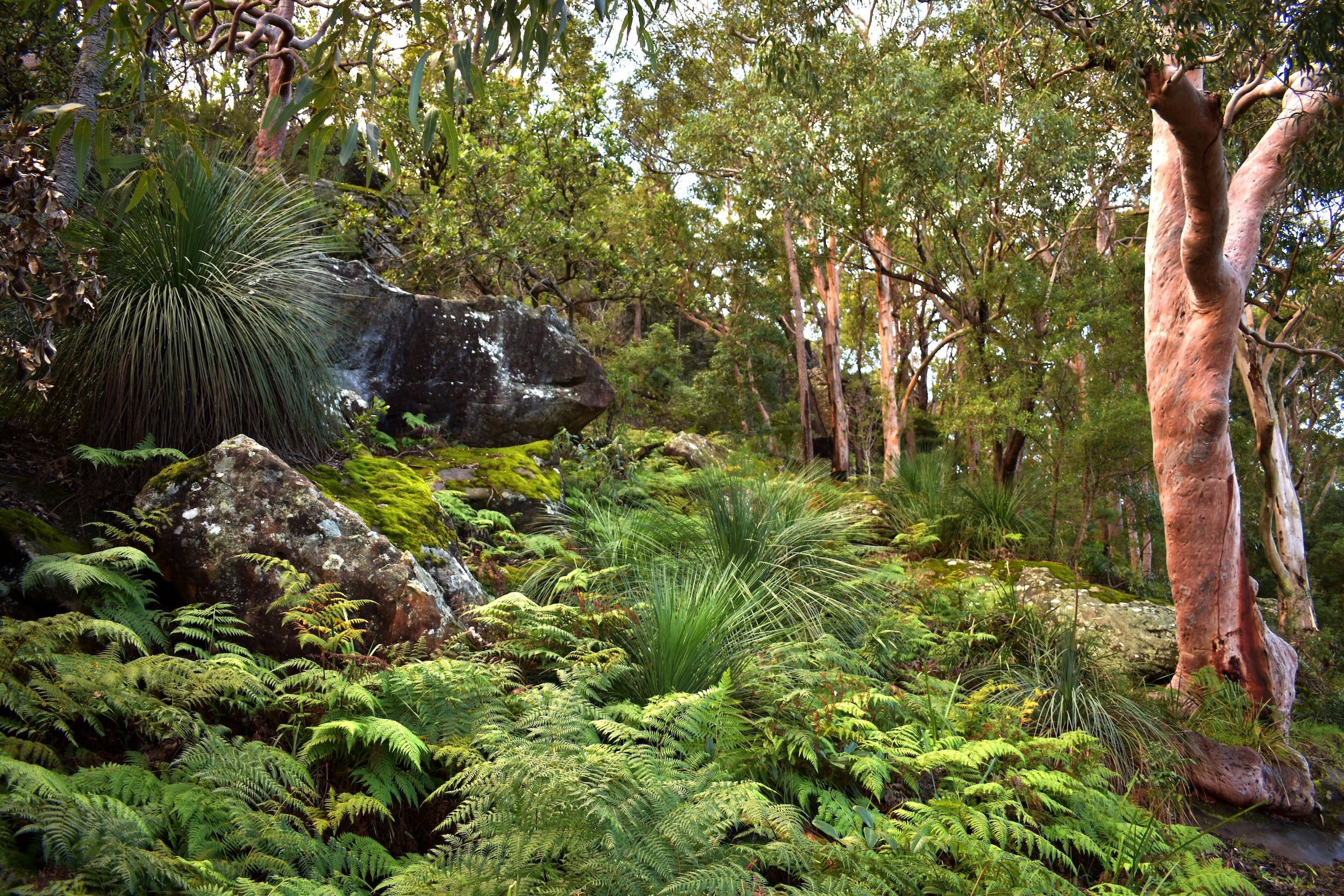 Toolijooa Environmental Restoration