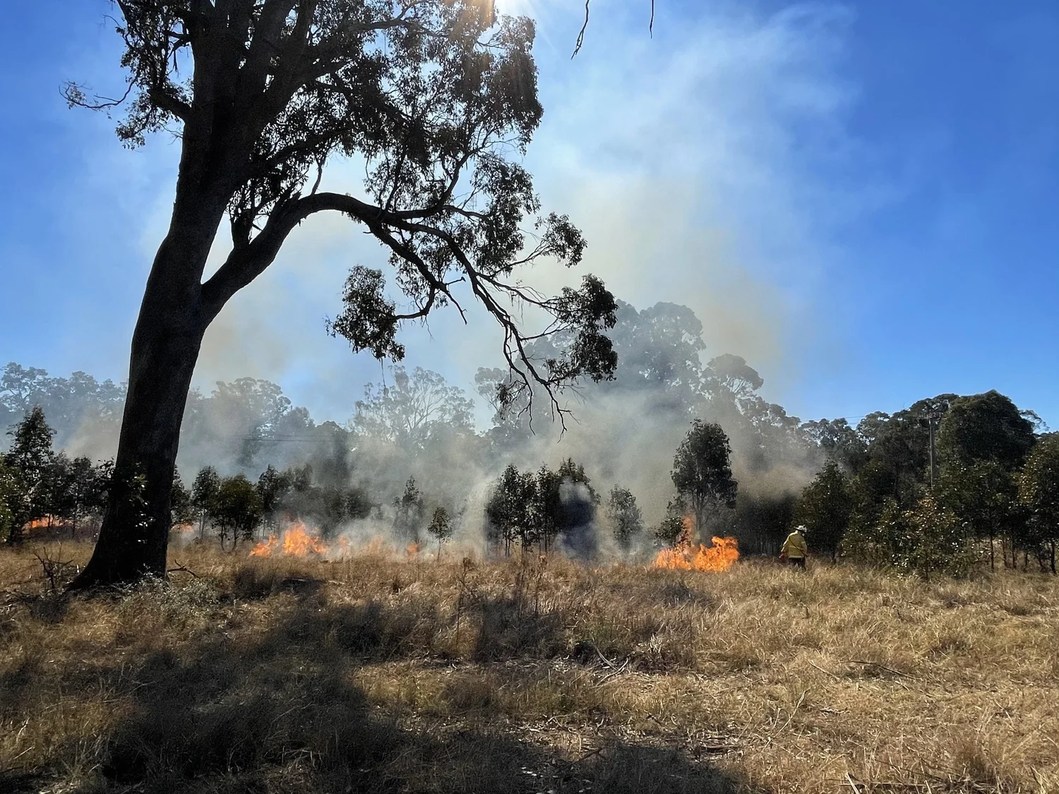 Natural area management and restoration — Toolijooa Environmental ...