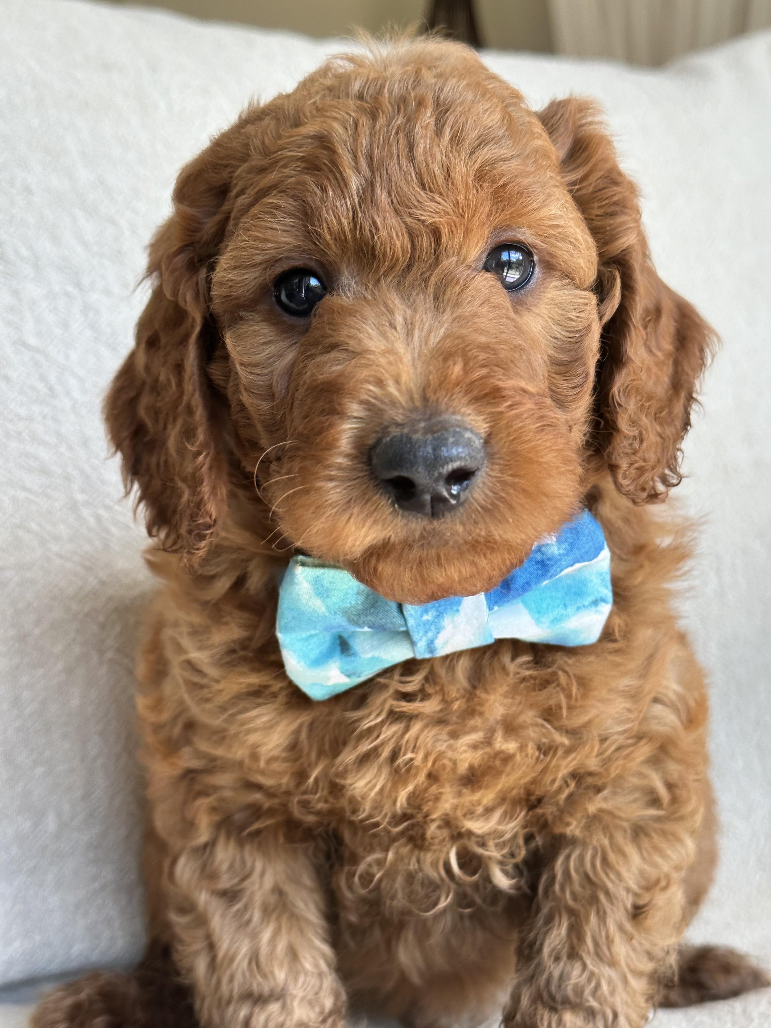 Available Puppies — Prestige Puppies
