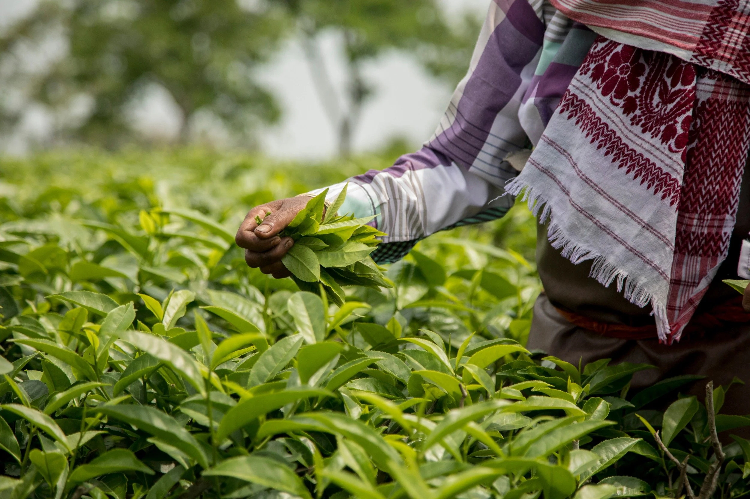 Business campaigns — Transform Trade