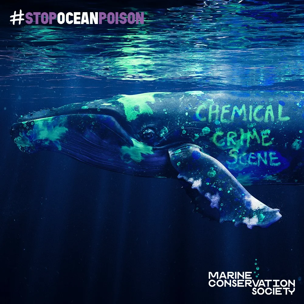 Day 5 - #StopOceanPoison — Transform Trade