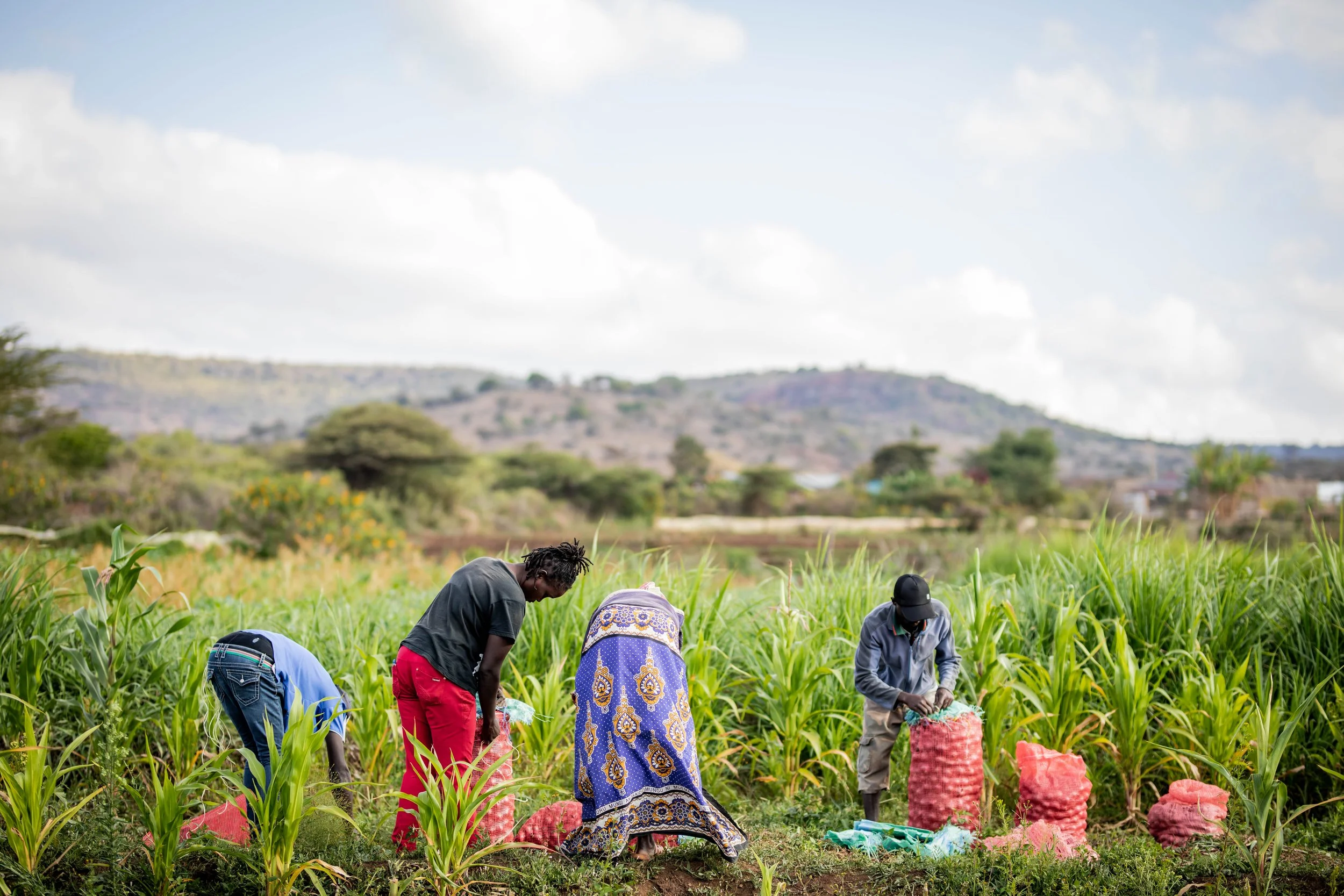 The small-scale producer paradox — Transform Trade