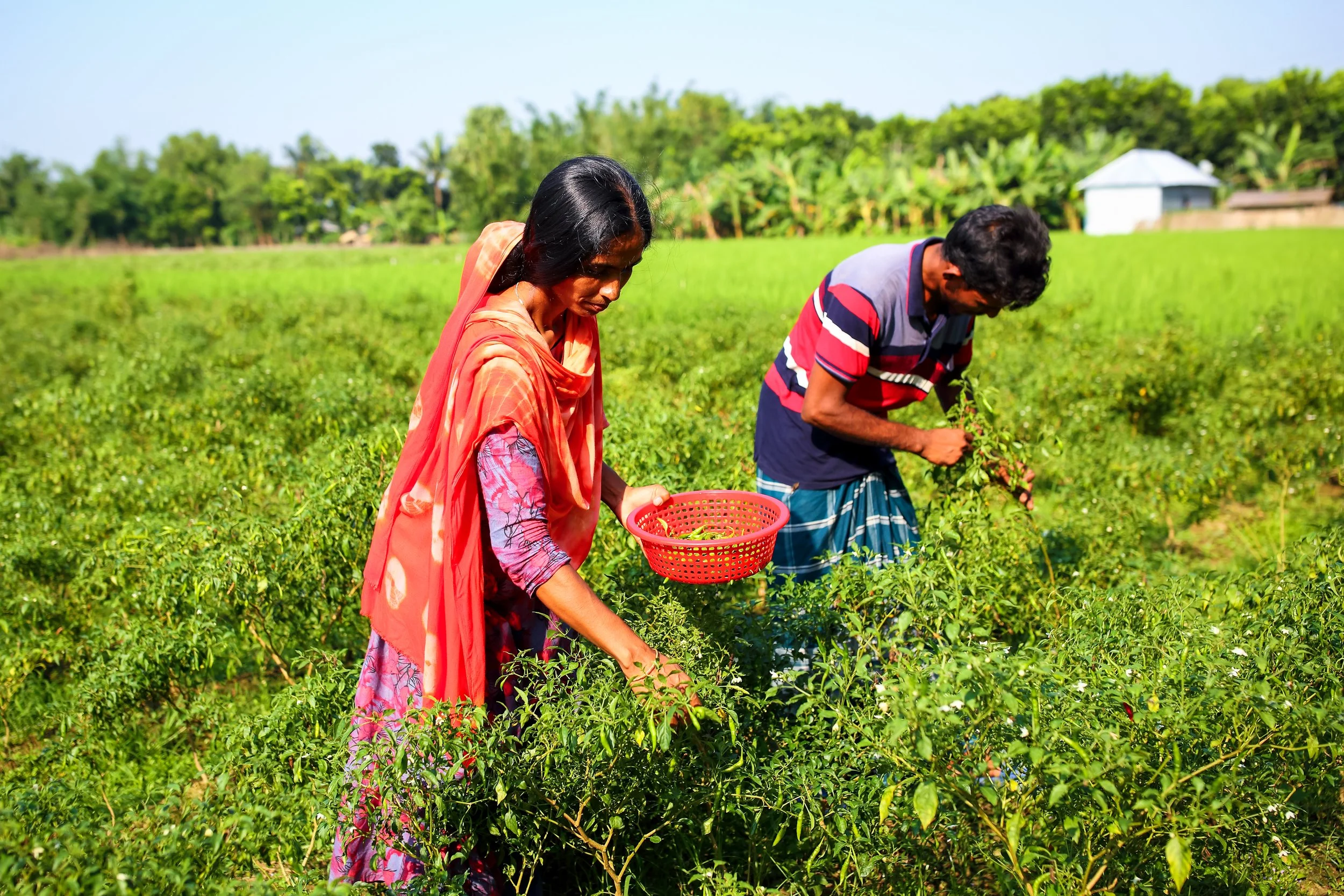 The UN won’t find the answers to the global food crisis in Rome ...