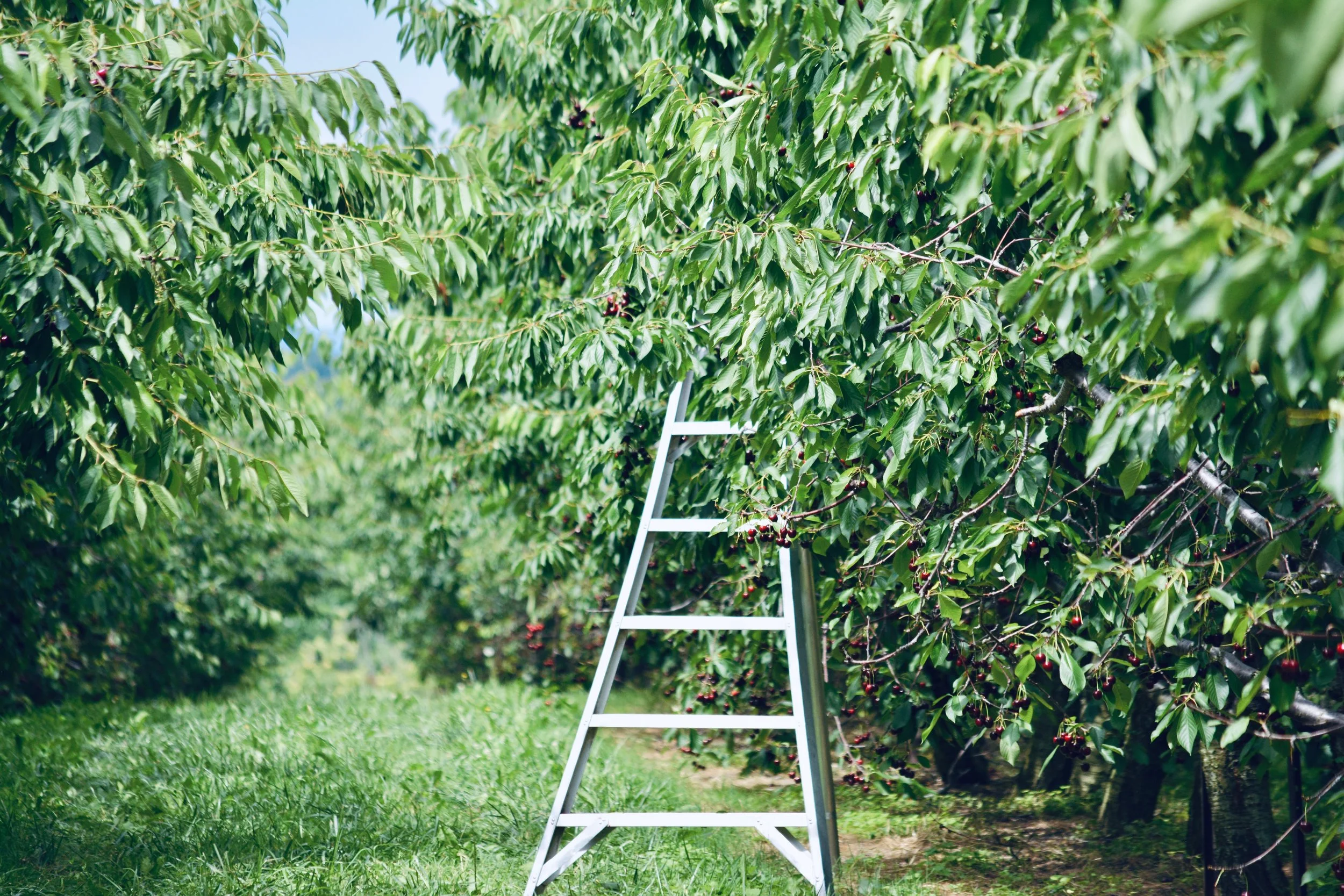 Cherry Orchard Trellis