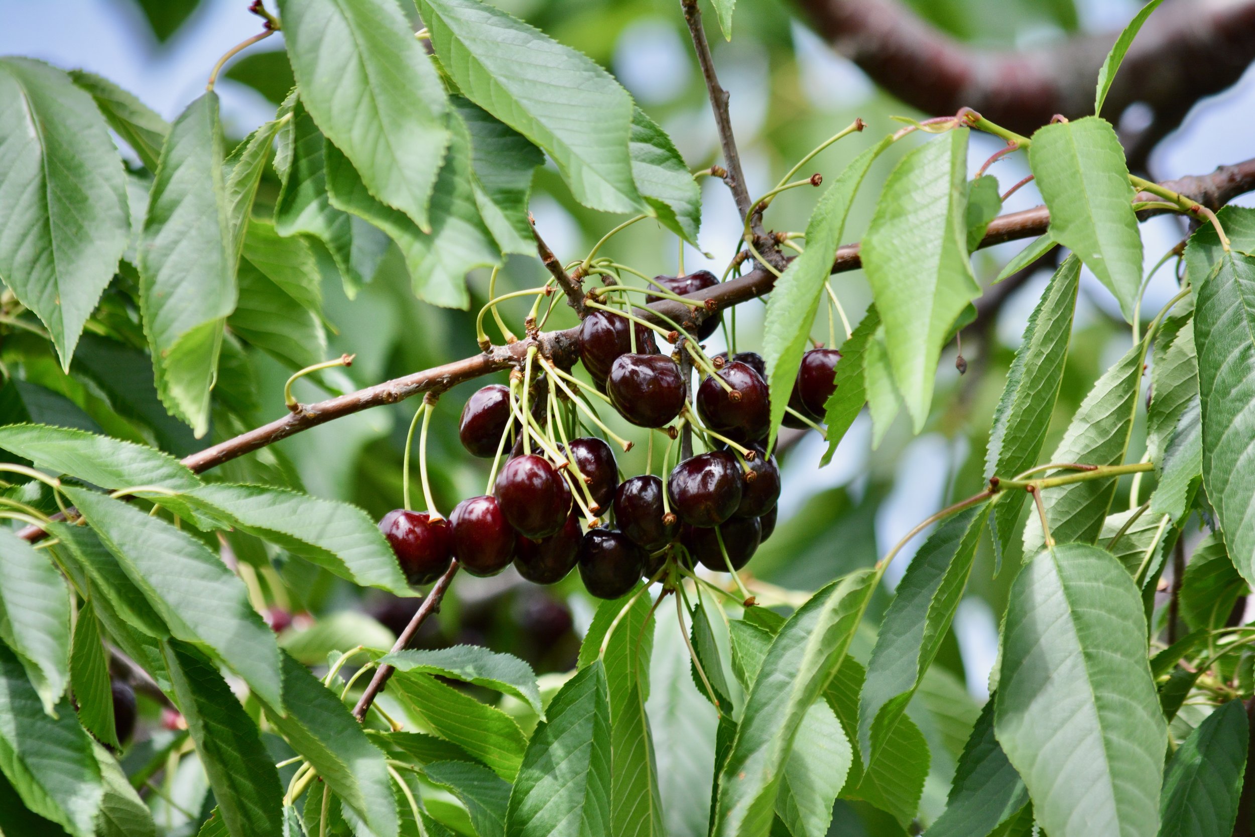 Ridgetop Orchards | Orchard Fresh, Family Grown Fruit