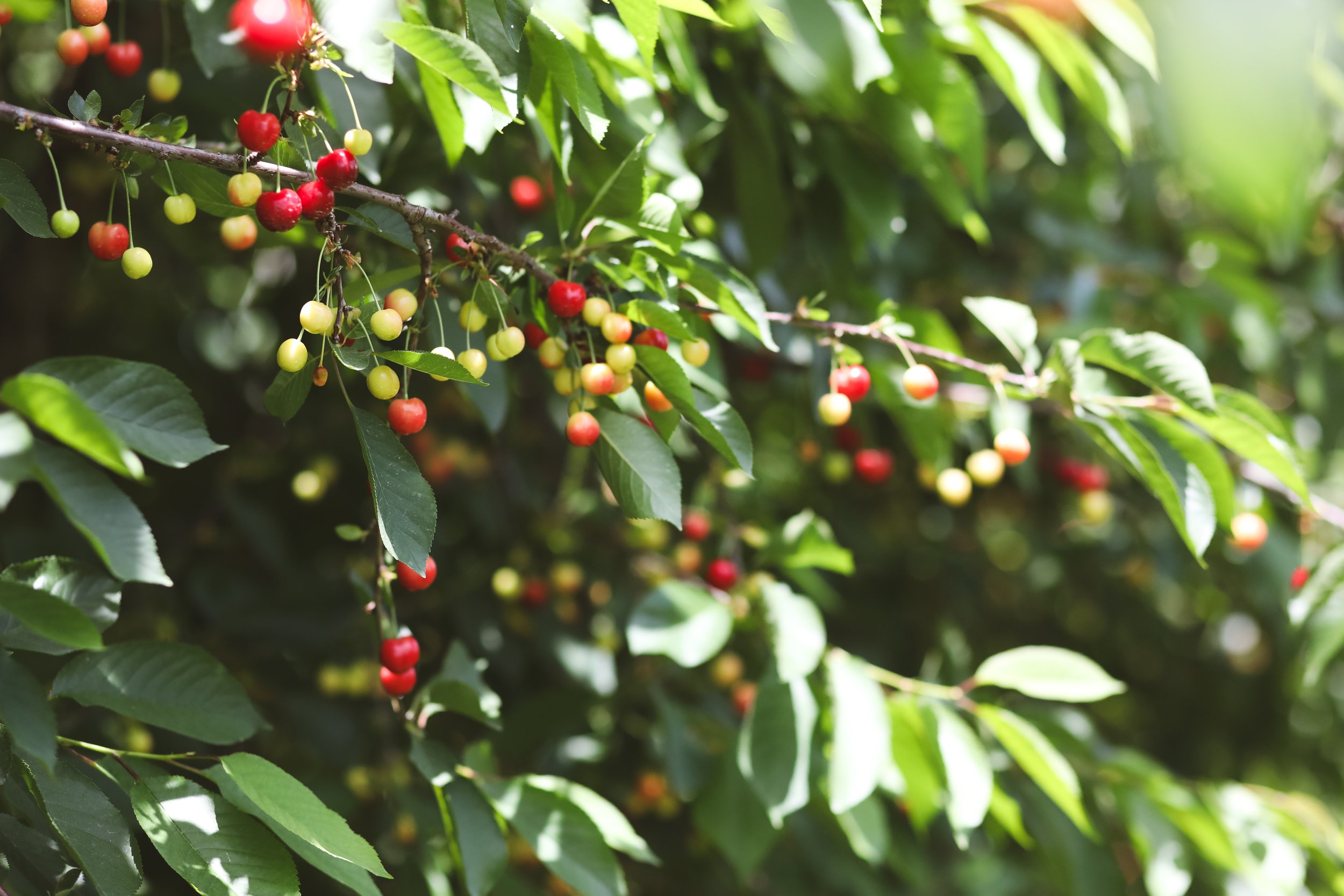 Ridgetop Orchards | Orchard Fresh, Family Grown Fruit