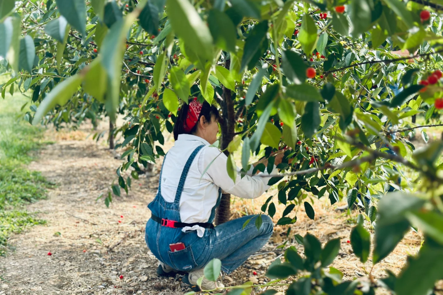 CHERRIES — Ridgetop Orchards