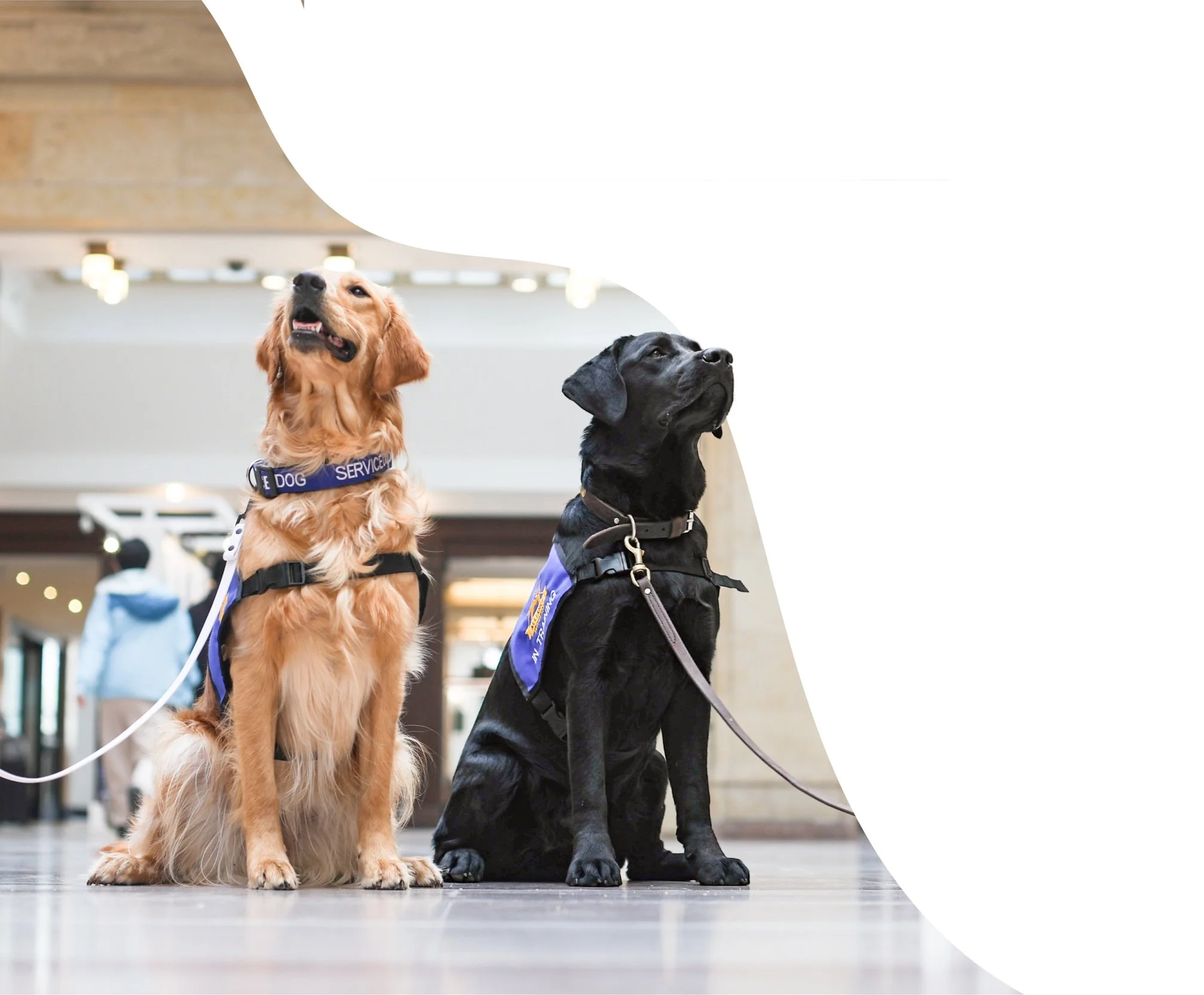 Alliance Service Dogs | Service Dog Training in Toronto