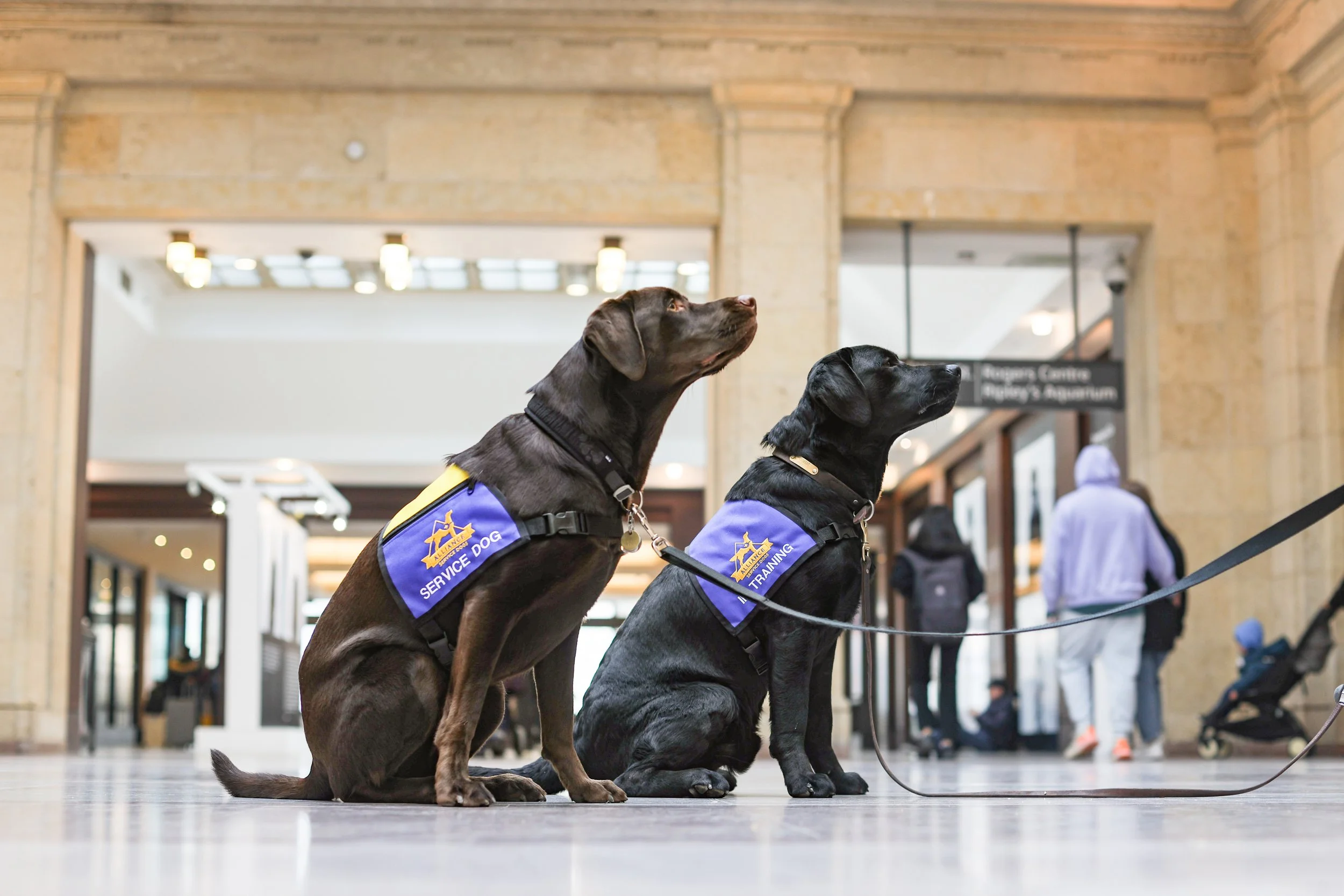 Program Timeline — Alliance Service Dogs