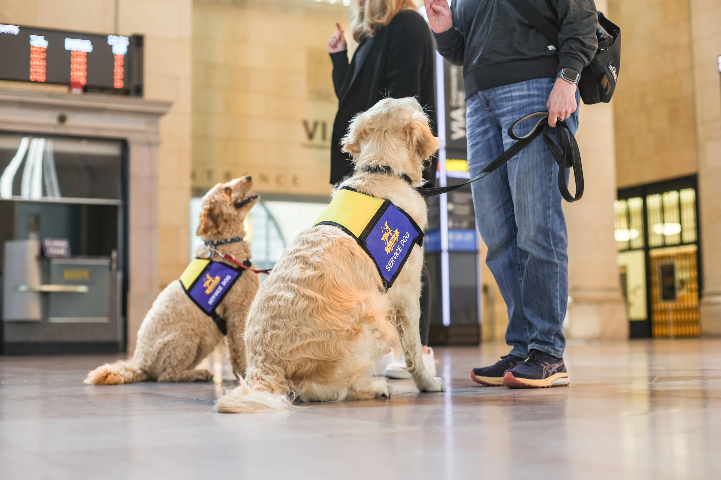 Owner-Trained Service Dogs — Alliance Service Dogs