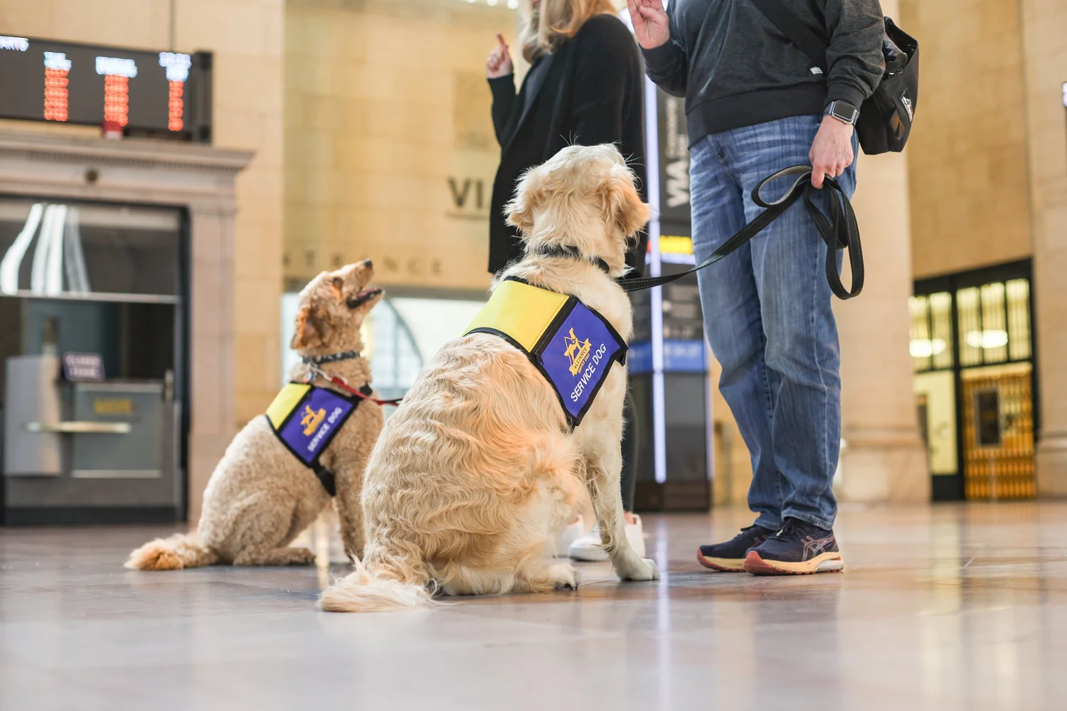 Owner-Trained Service Dogs — Alliance Service Dogs