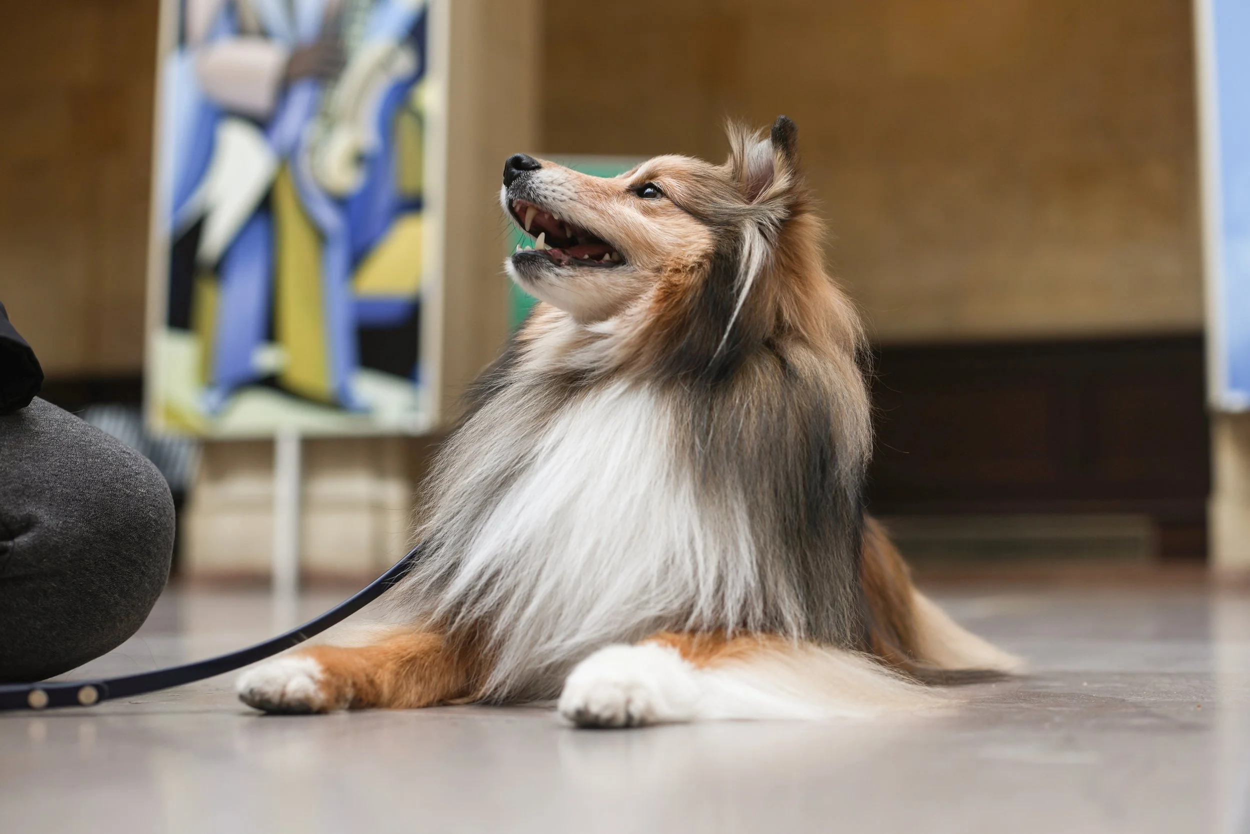Disability Types & Tasks — Alliance Service Dogs