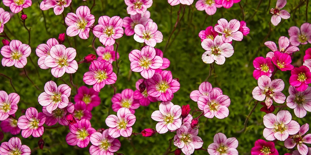 SiteOne Landscape Supply - Nursery Products in Richmond, Virginia