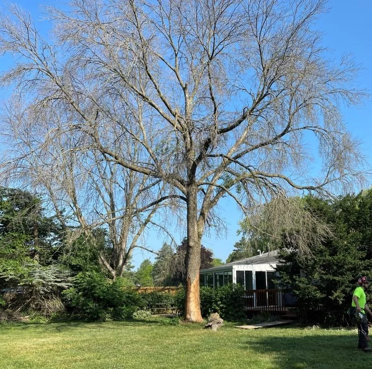 Emerald Ash Borer in Madison | Tree House Arbor Science