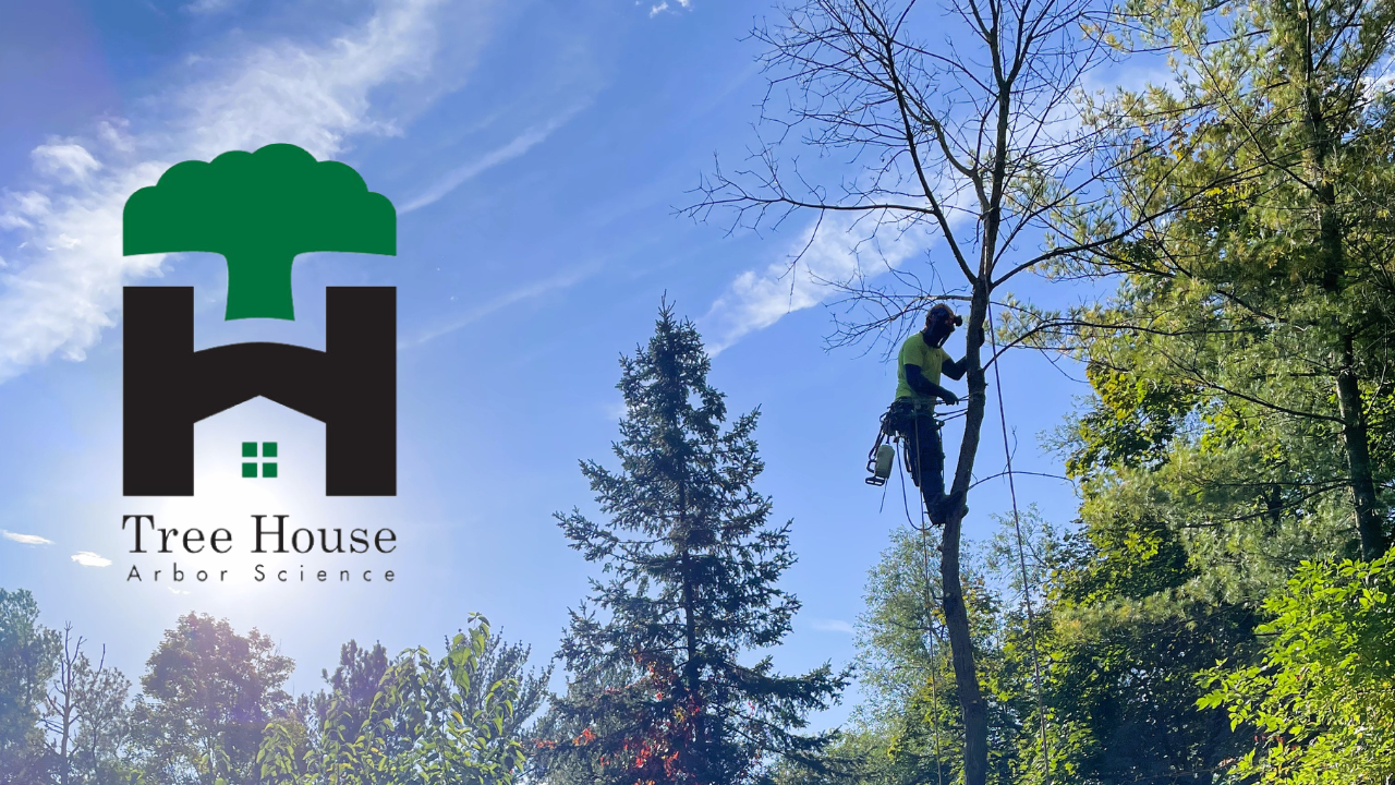 Arborist Answers Tree Health Questions Tree House Arbor Science
