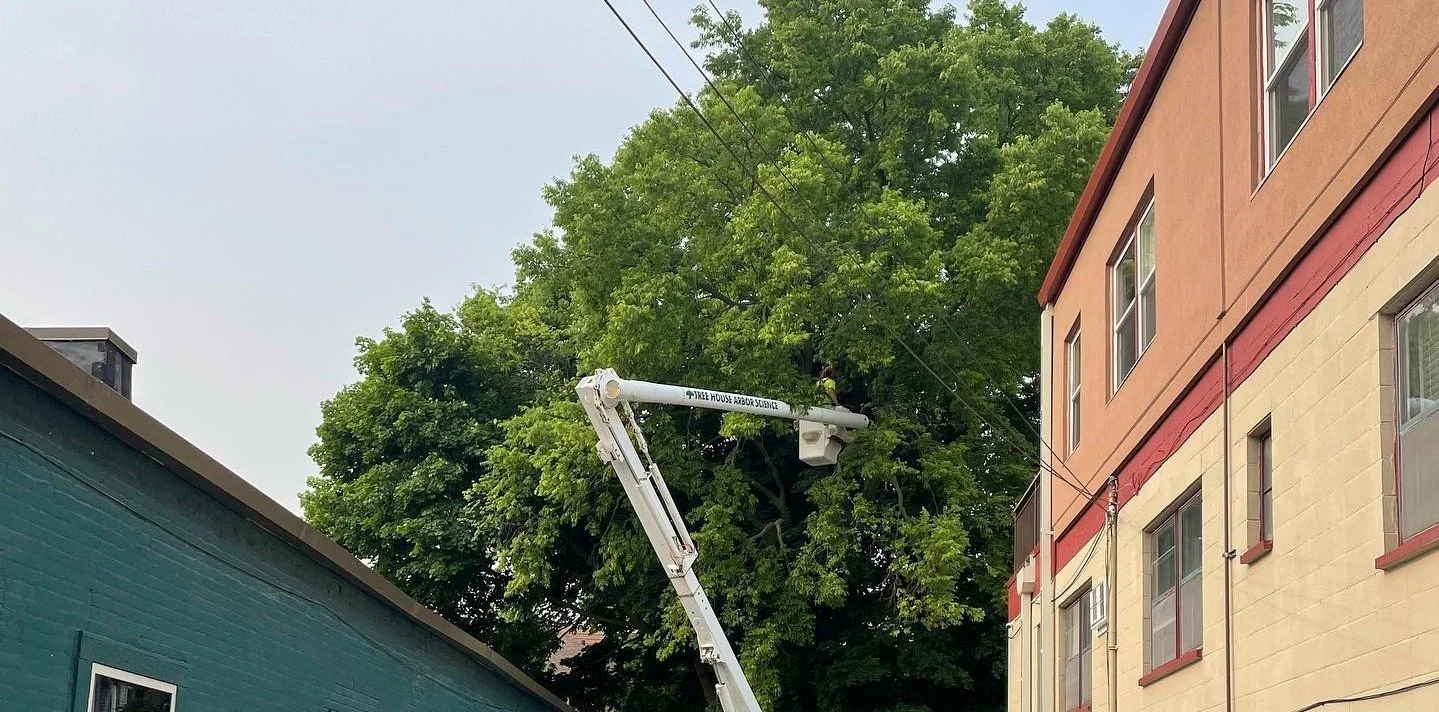 Tree Service Experts Madison WI | Tree House Arbor Science