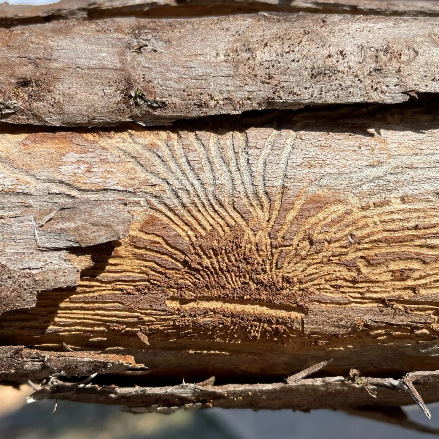 Arborist Answers Tree Health Questions | Tree House Arbor Science