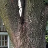 Silver Maple Tree Care and Hazards | Tree House Arbor Science